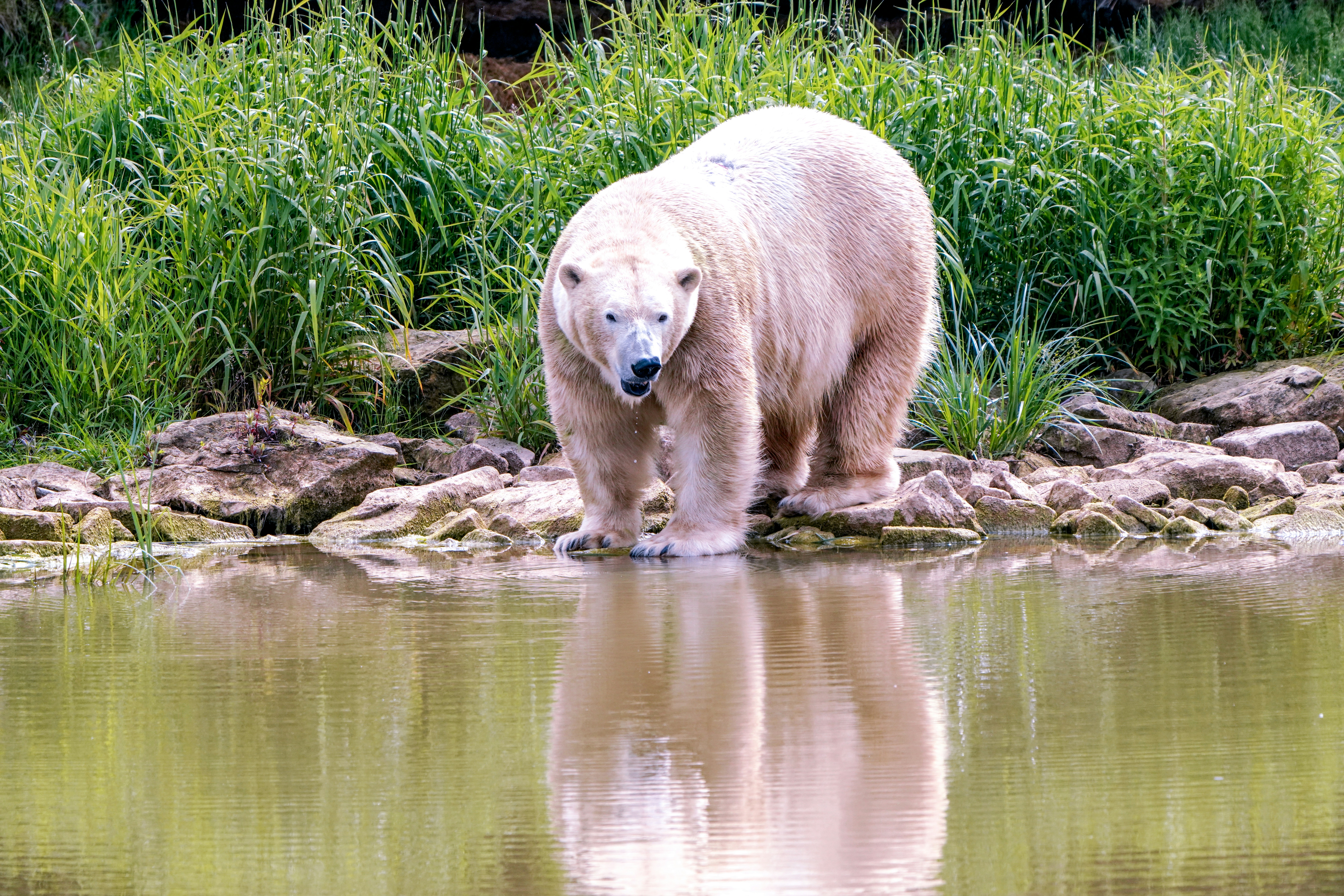 a large white polar bear standing next to a body of water
