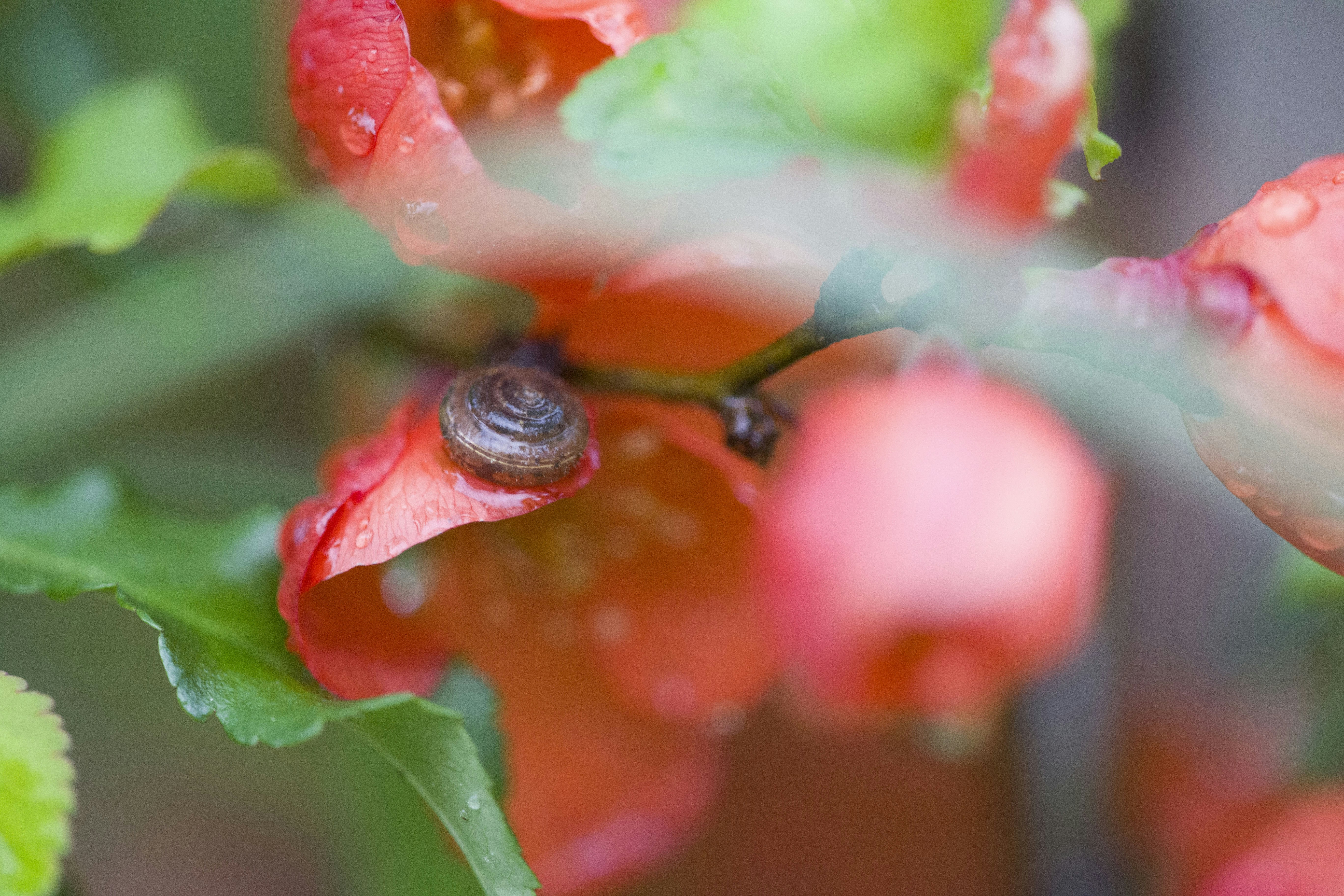 Shell on Scarlet Bloom: a micro-moment in soft focus