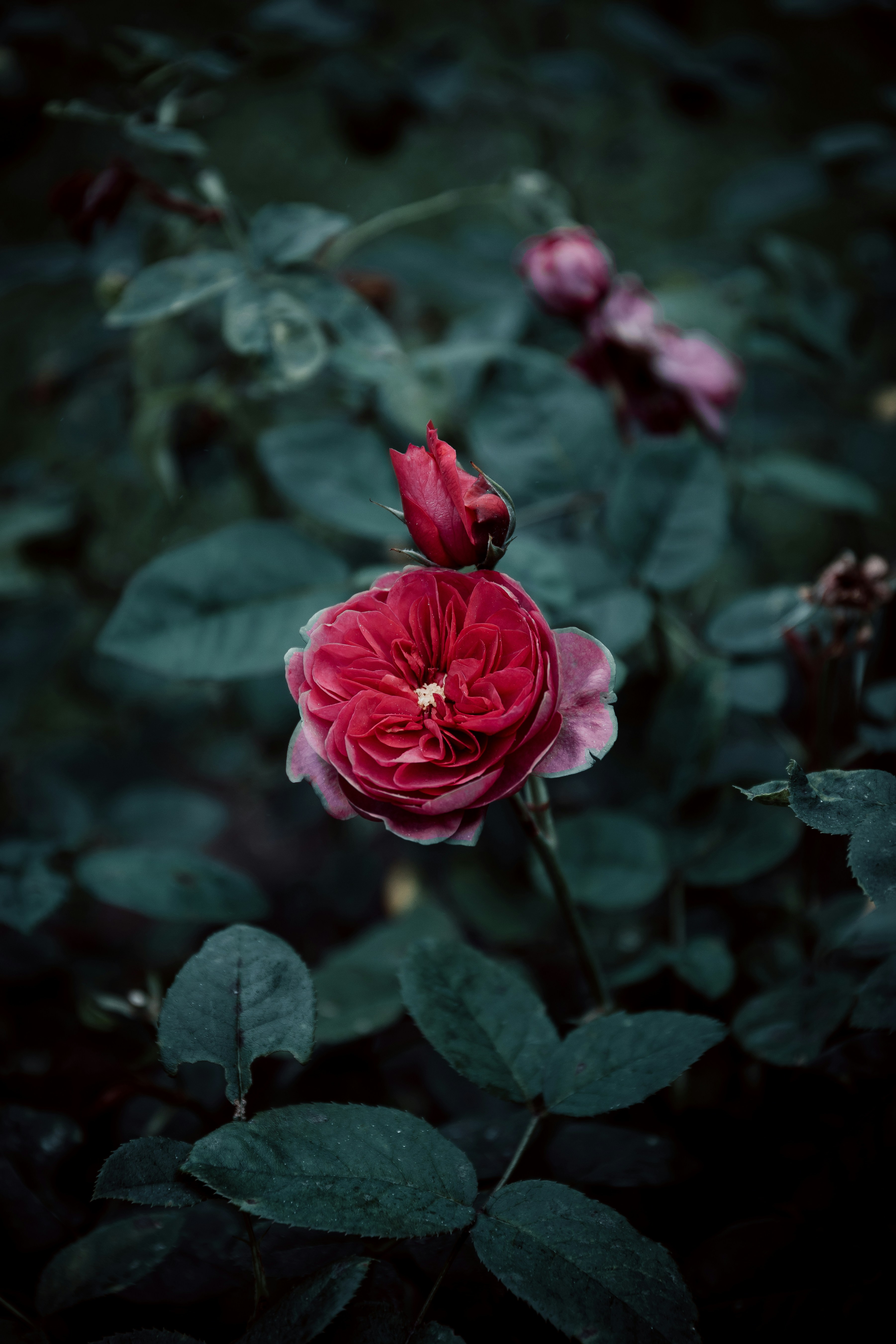 Vibrant red rose amidst lush green foliage, showcasing delicate petals and budding blooms. The scene exudes a serene garden ambiance.