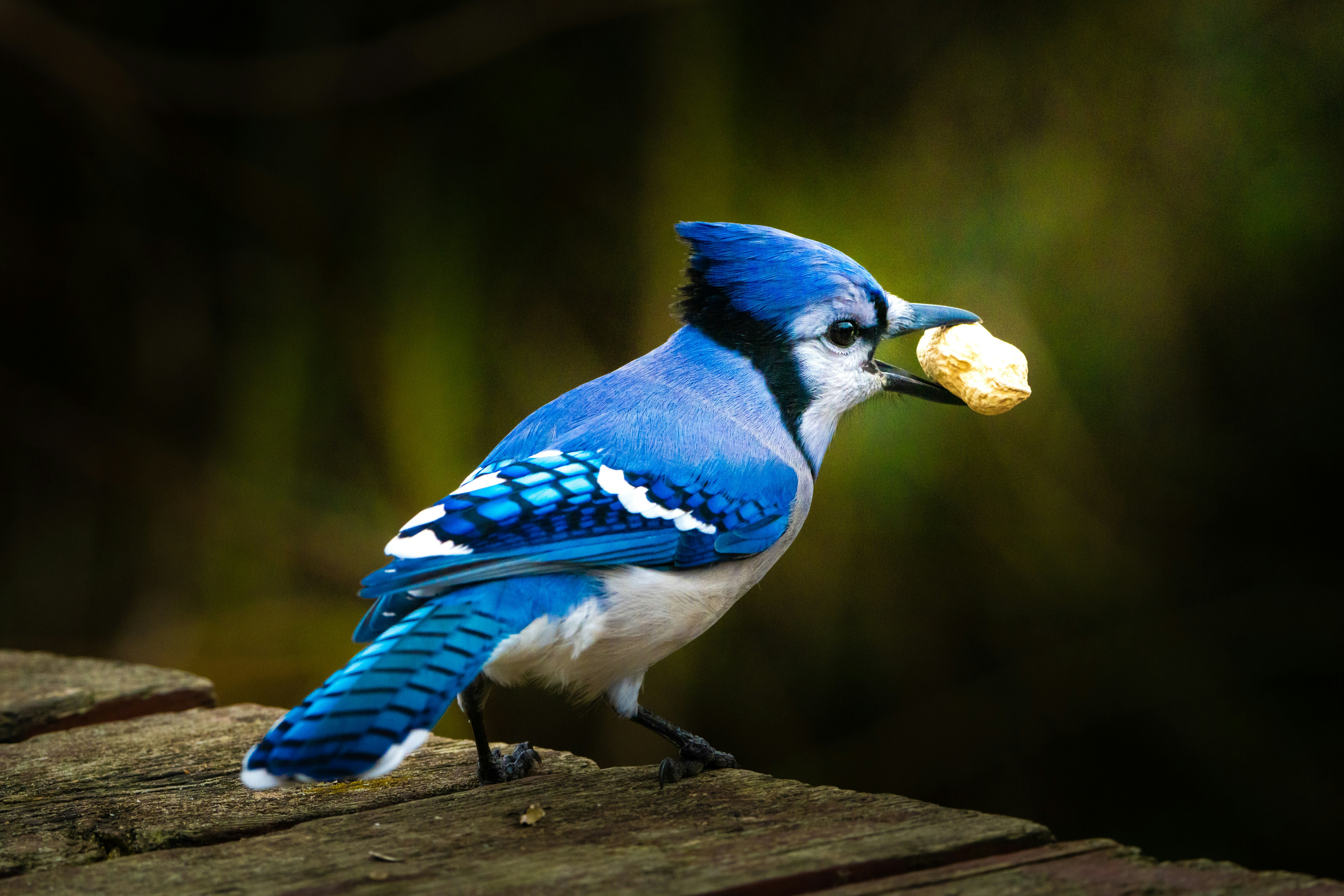 A blue bird with a piece of food in its mouth photo – Free Animal Image ...