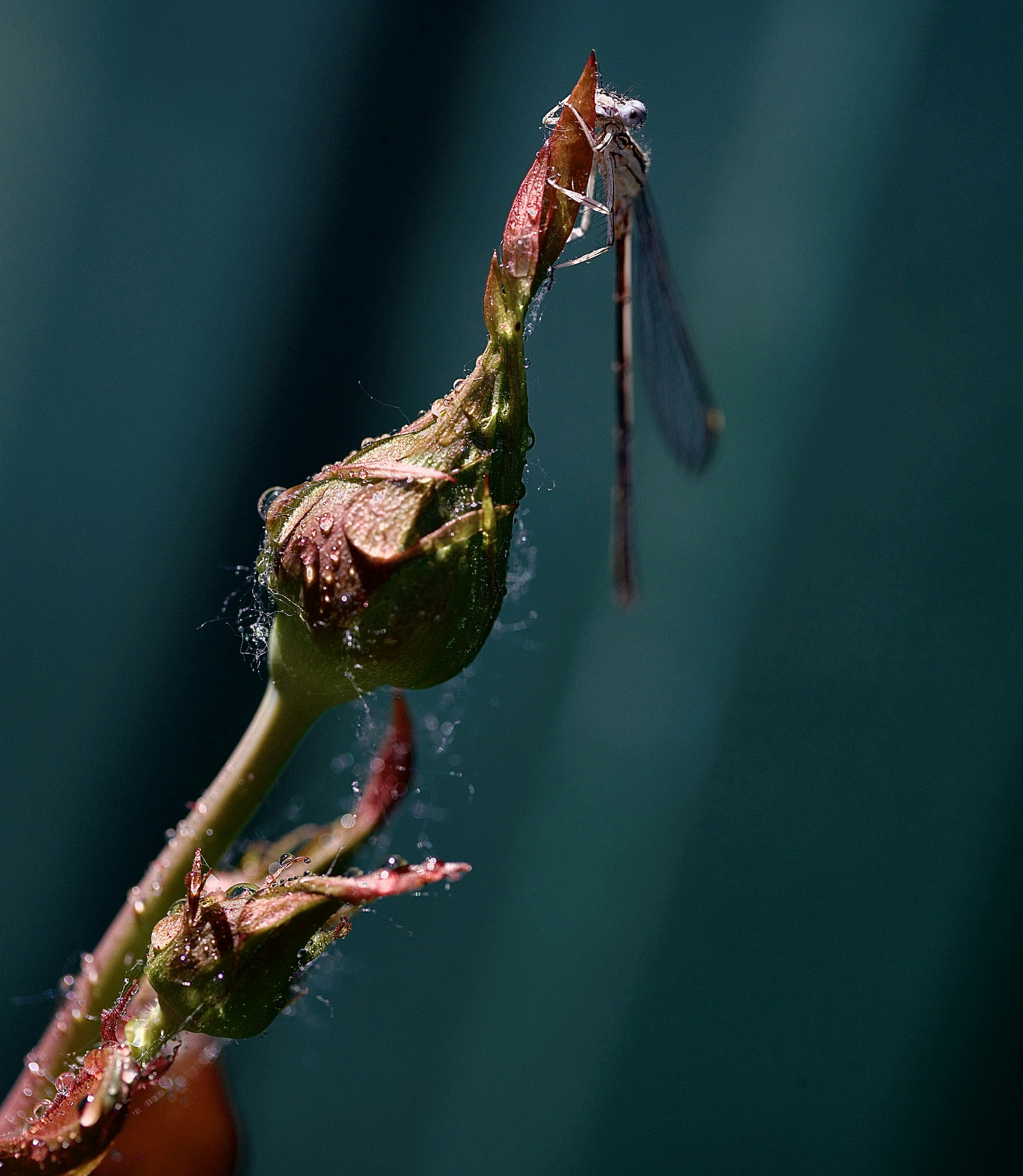 Dew-kissed dragonfly poised on a teal-velvet bud