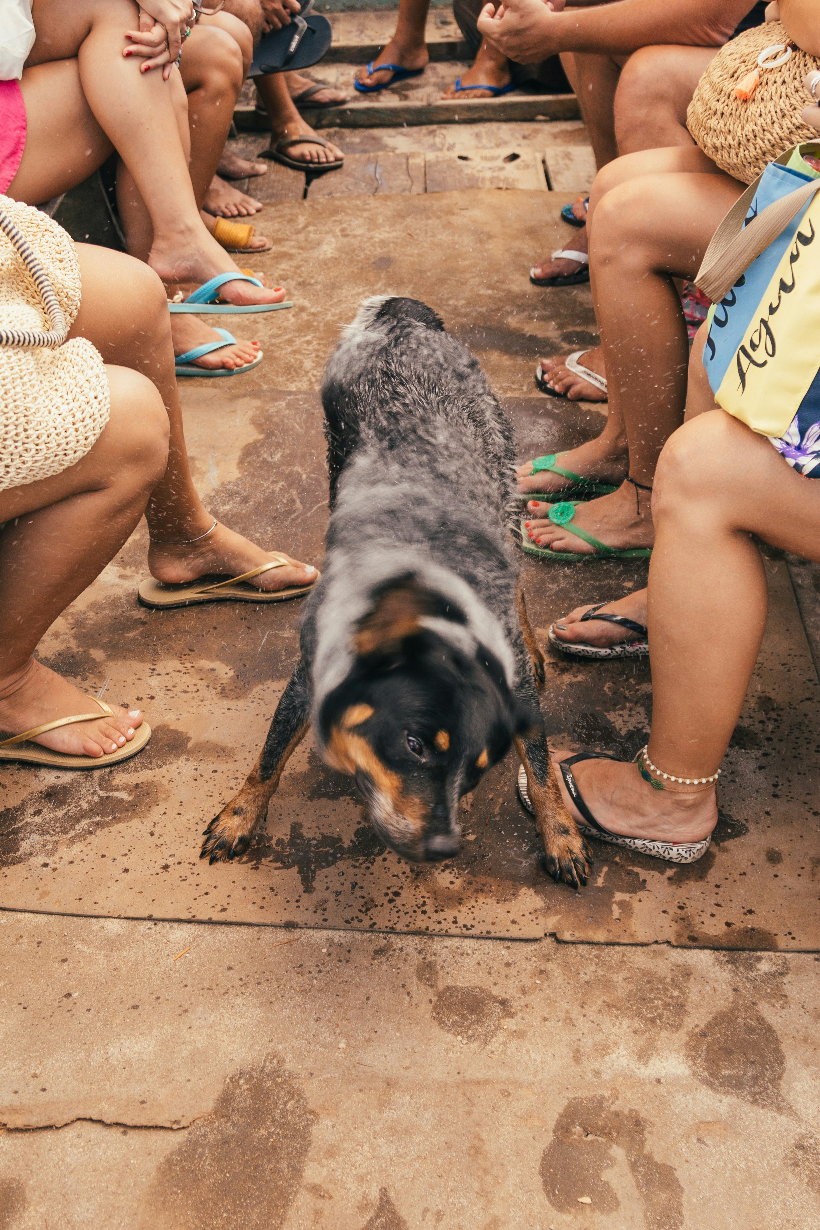 A playful dog shakes off water while surrounded by relaxed beachgoers seated on a boat. The scene captures a moment of leisure and connection with nature.
