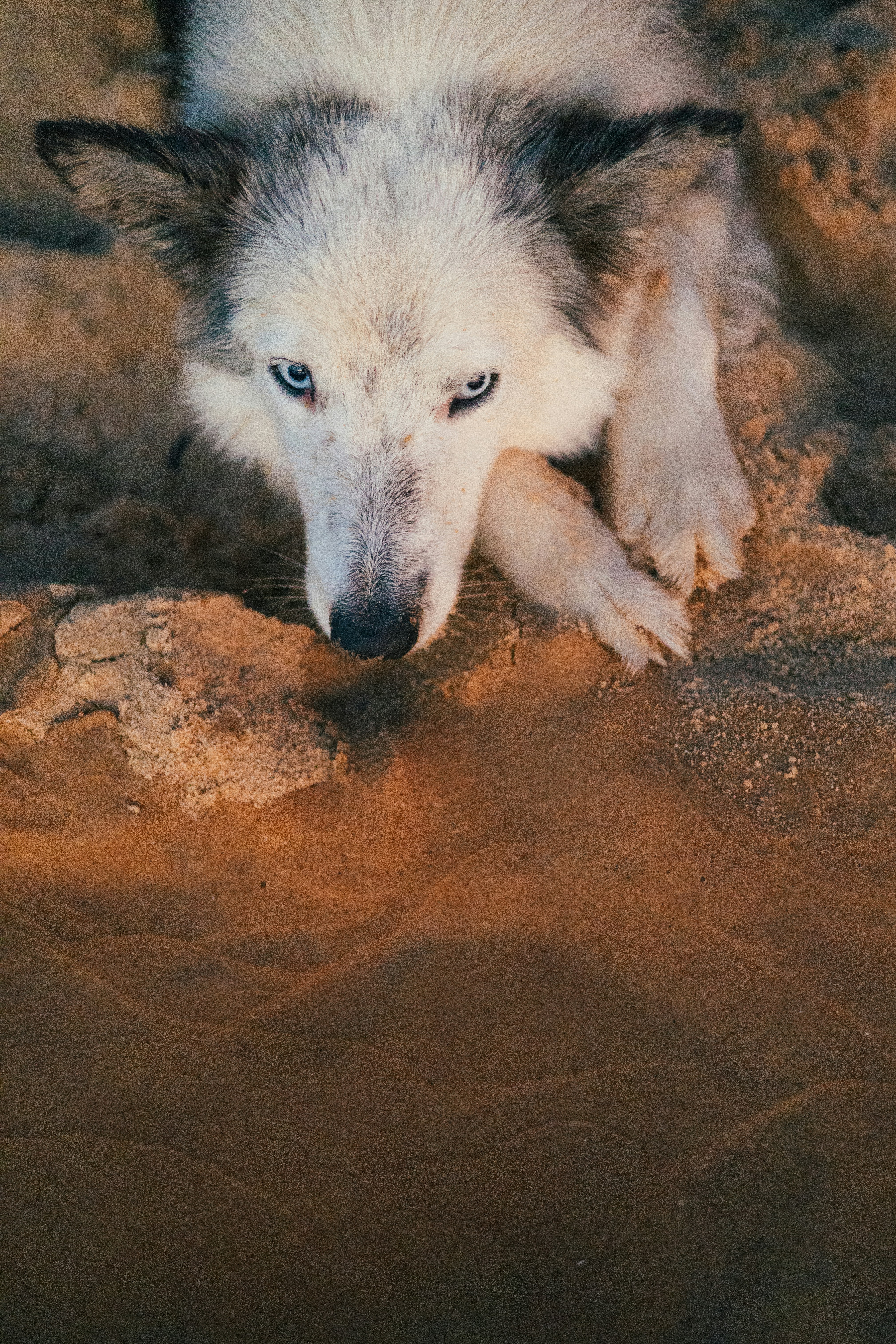 White dog in the beach