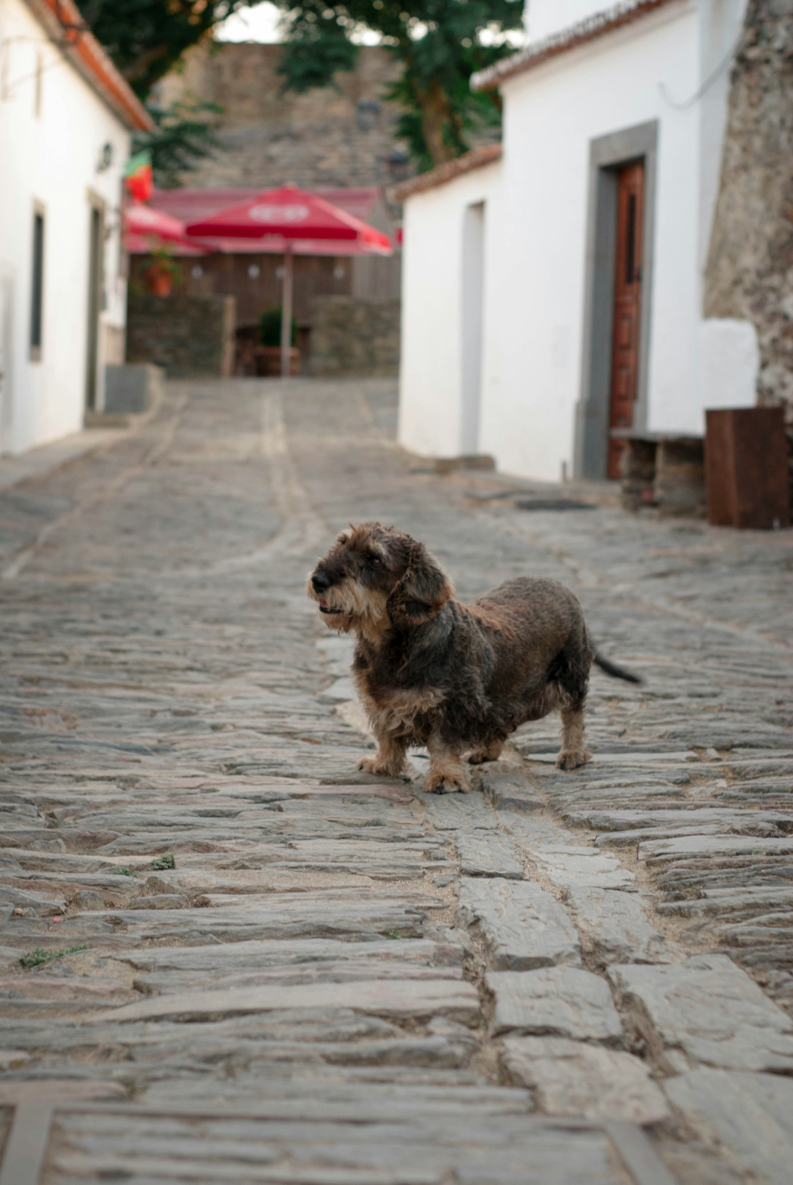 Terrier on Cobblestones: Quiet Alleyway Portrait with a Red Parasol