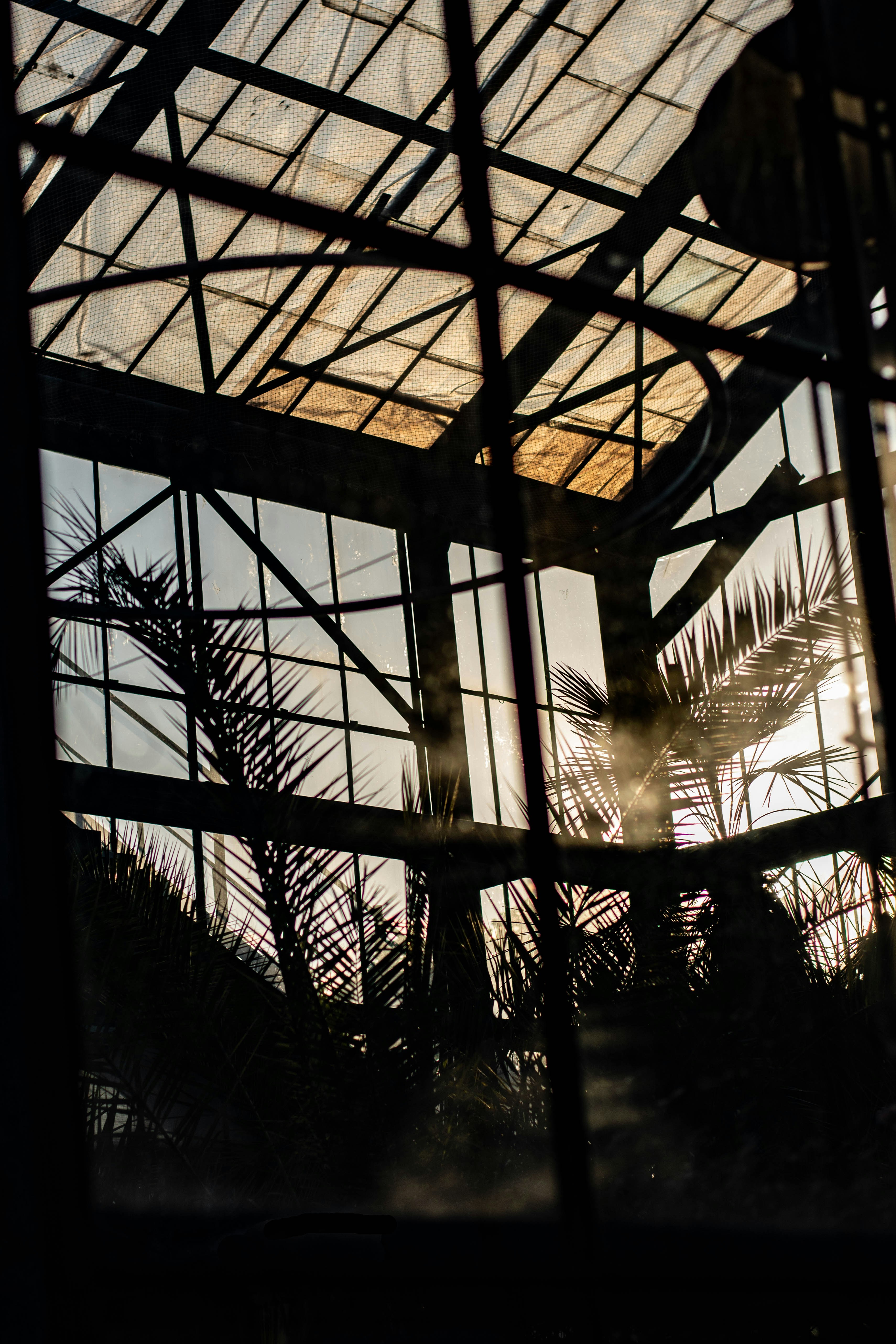 A view of a palm tree through a window photo – Free Building Image on ...