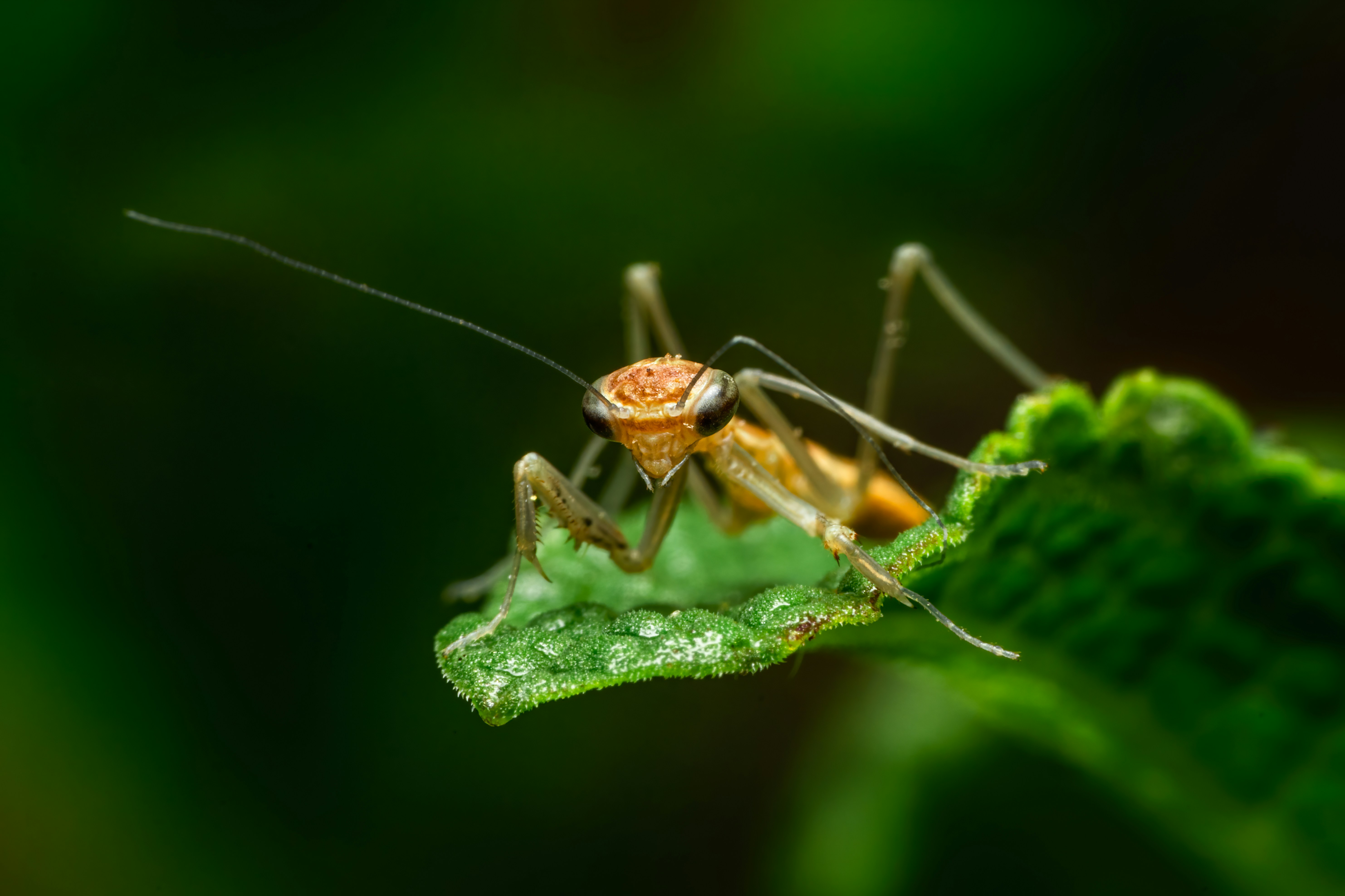 A close up of a bug on a leaf photo – Free Animal Image on Unsplash