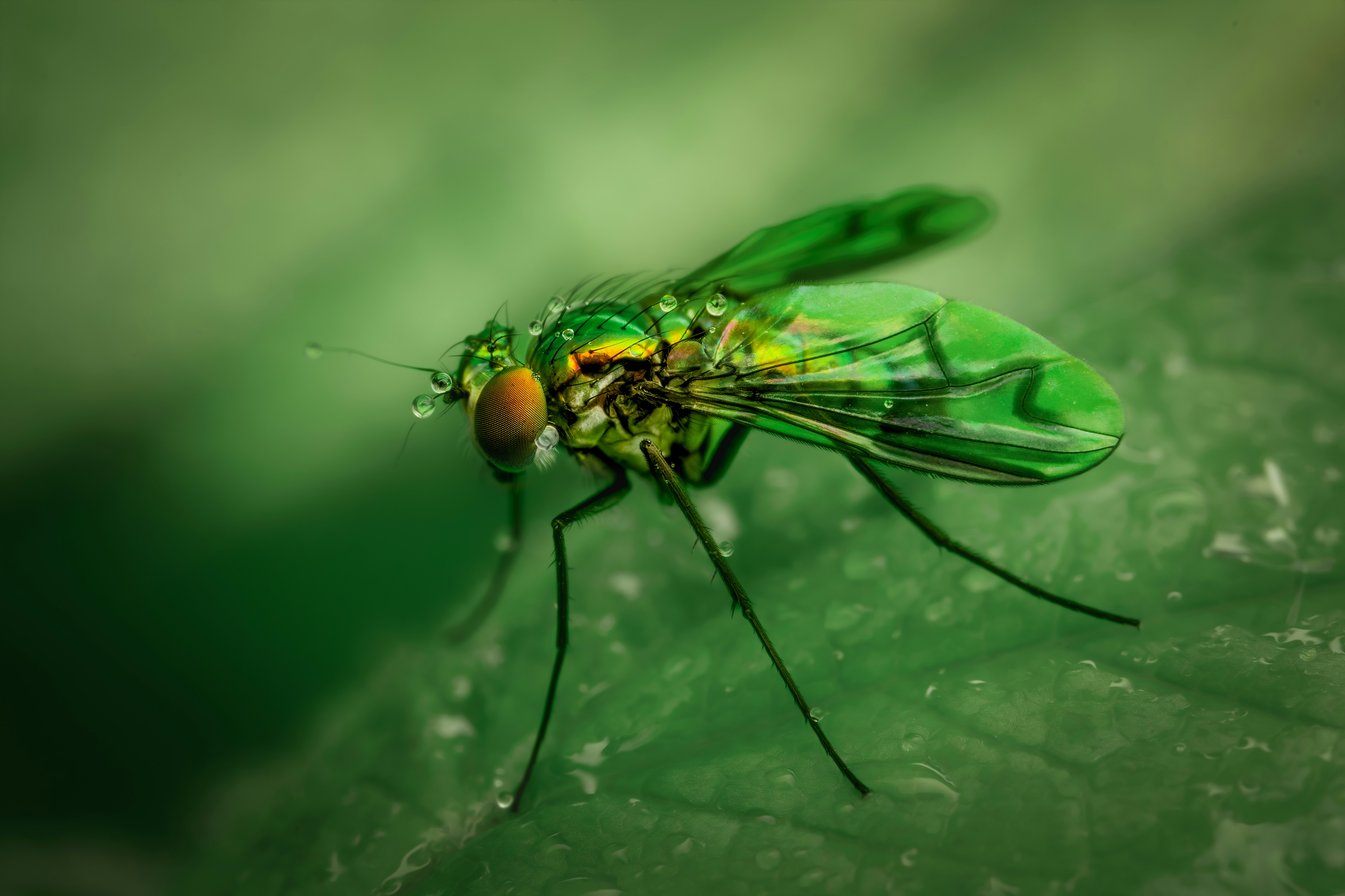 A green fly sitting on top of a leaf photo – Free Green Image on Unsplash