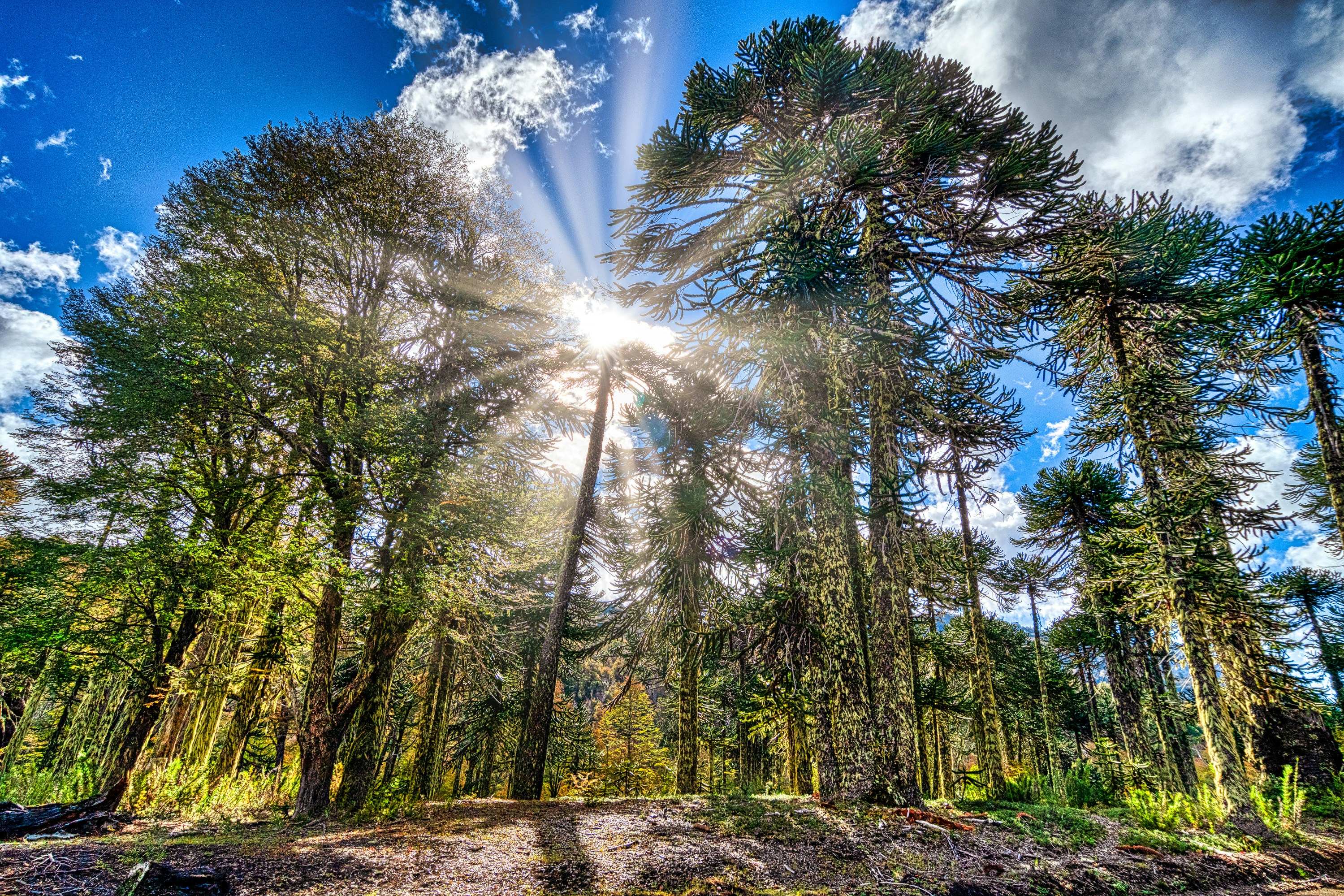 Sunlit Forest Symphony