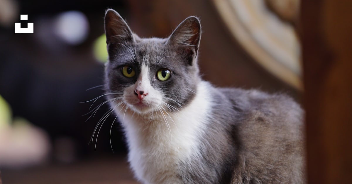 Foto Um Gato Cinza E Branco Sentado Sob Um Banco De Madeira Imagem De