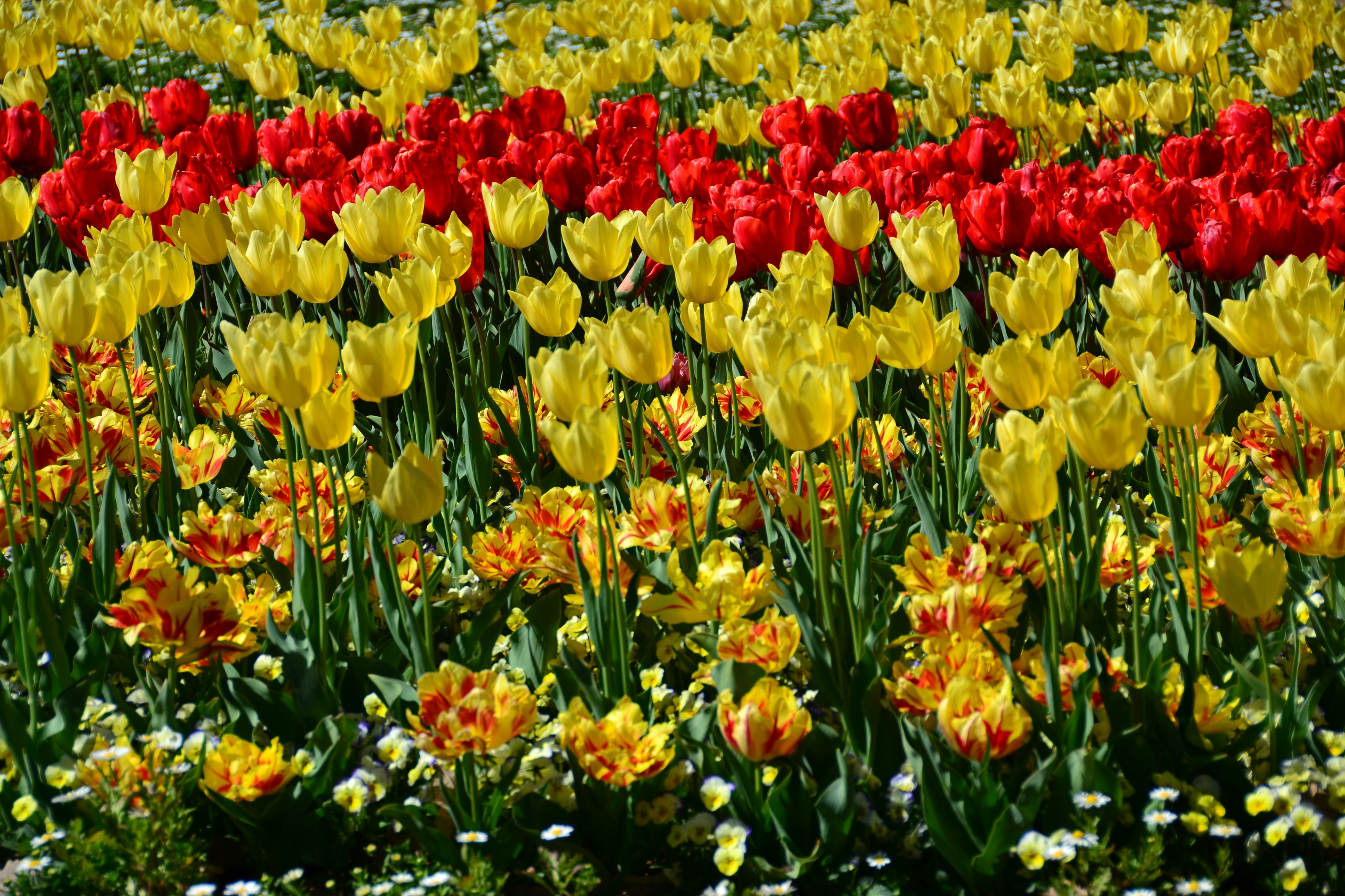 Vibrant Tulip Tapestry