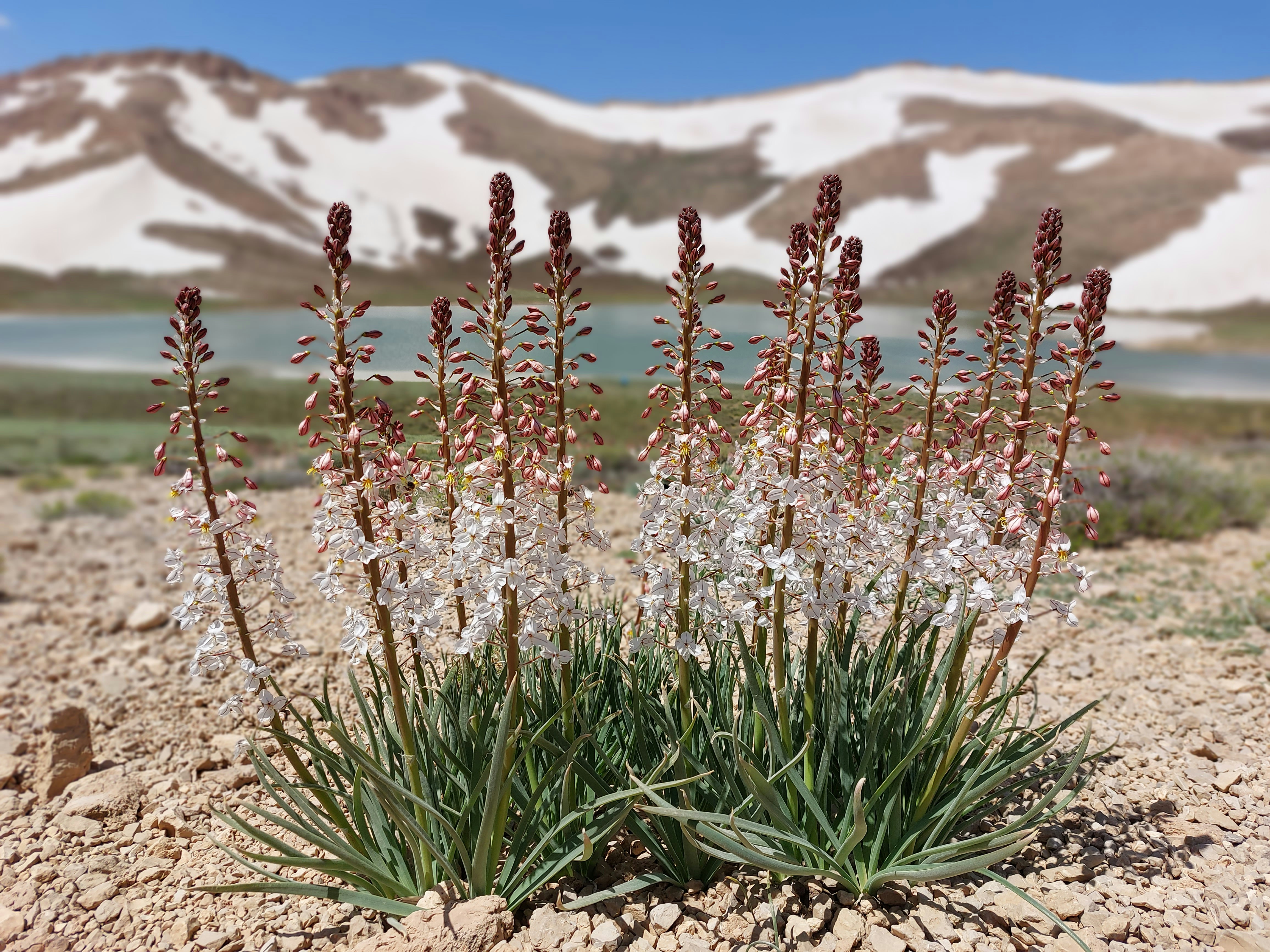 A group of flowers sitting on top of a dirt field photo – Free Gandoman ...
