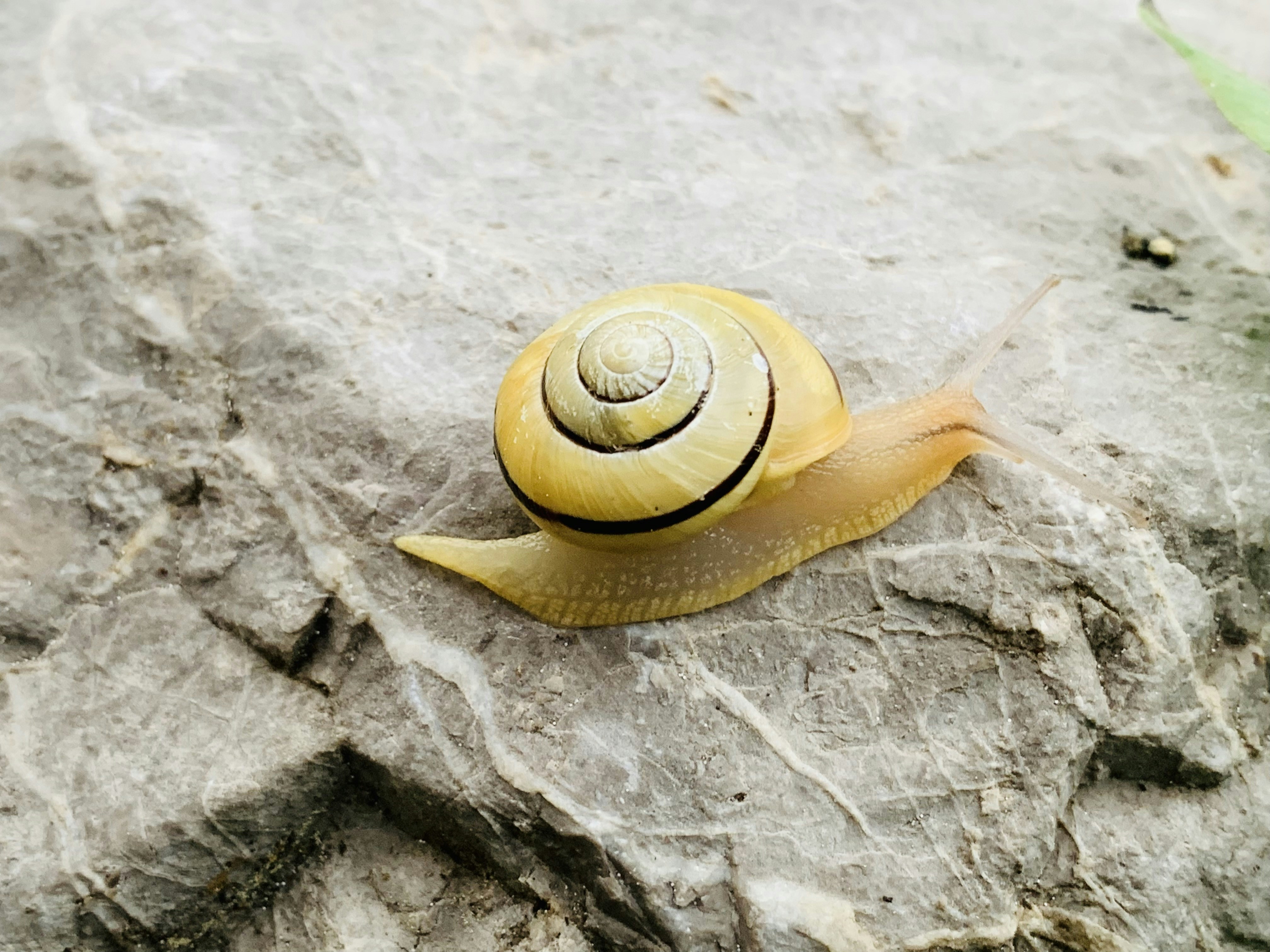 Un escargot est assis au sommet d’un rocher photo – Photo Brun Gratuite ...