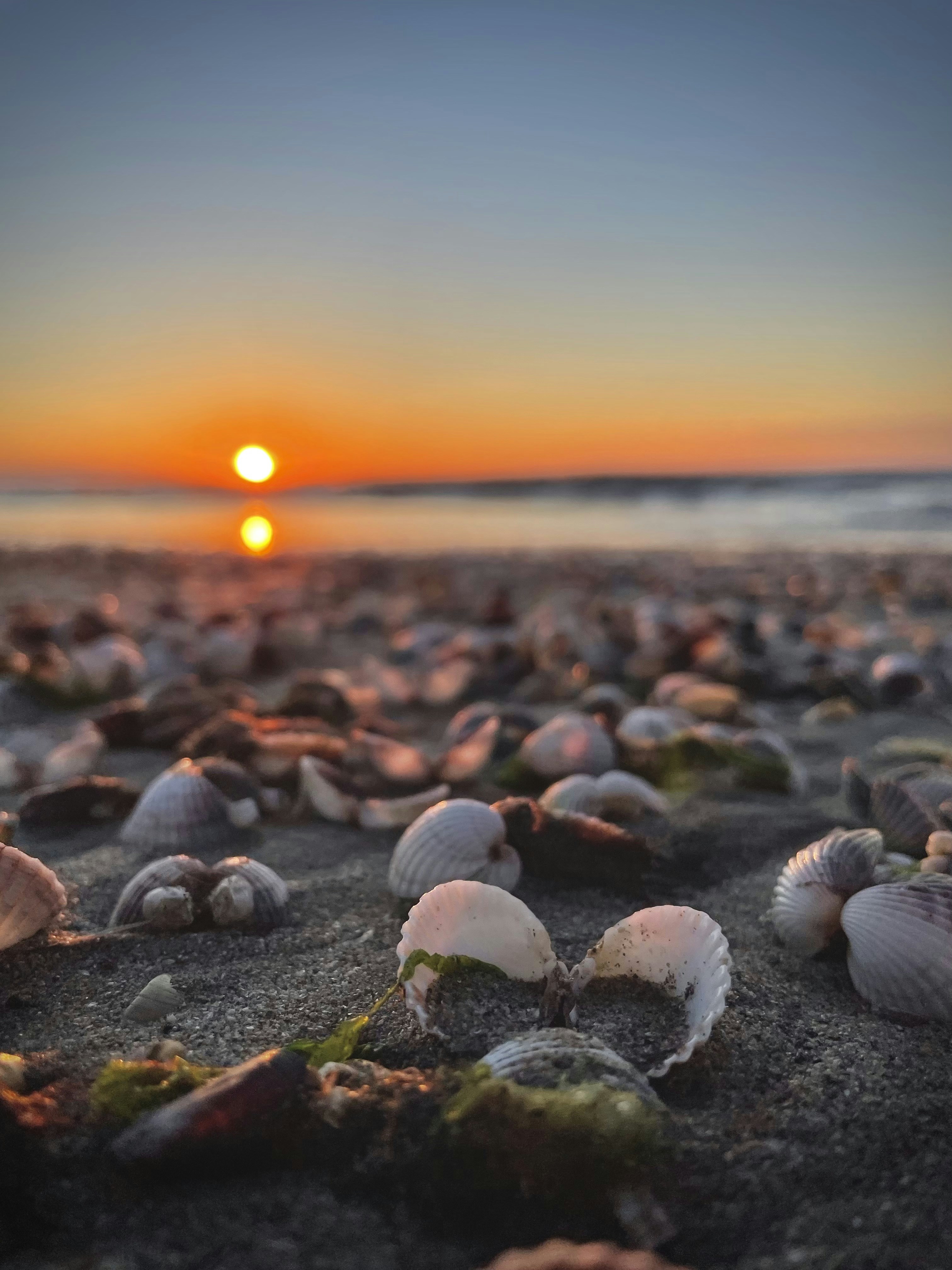 Seashells On The Beach Sunset