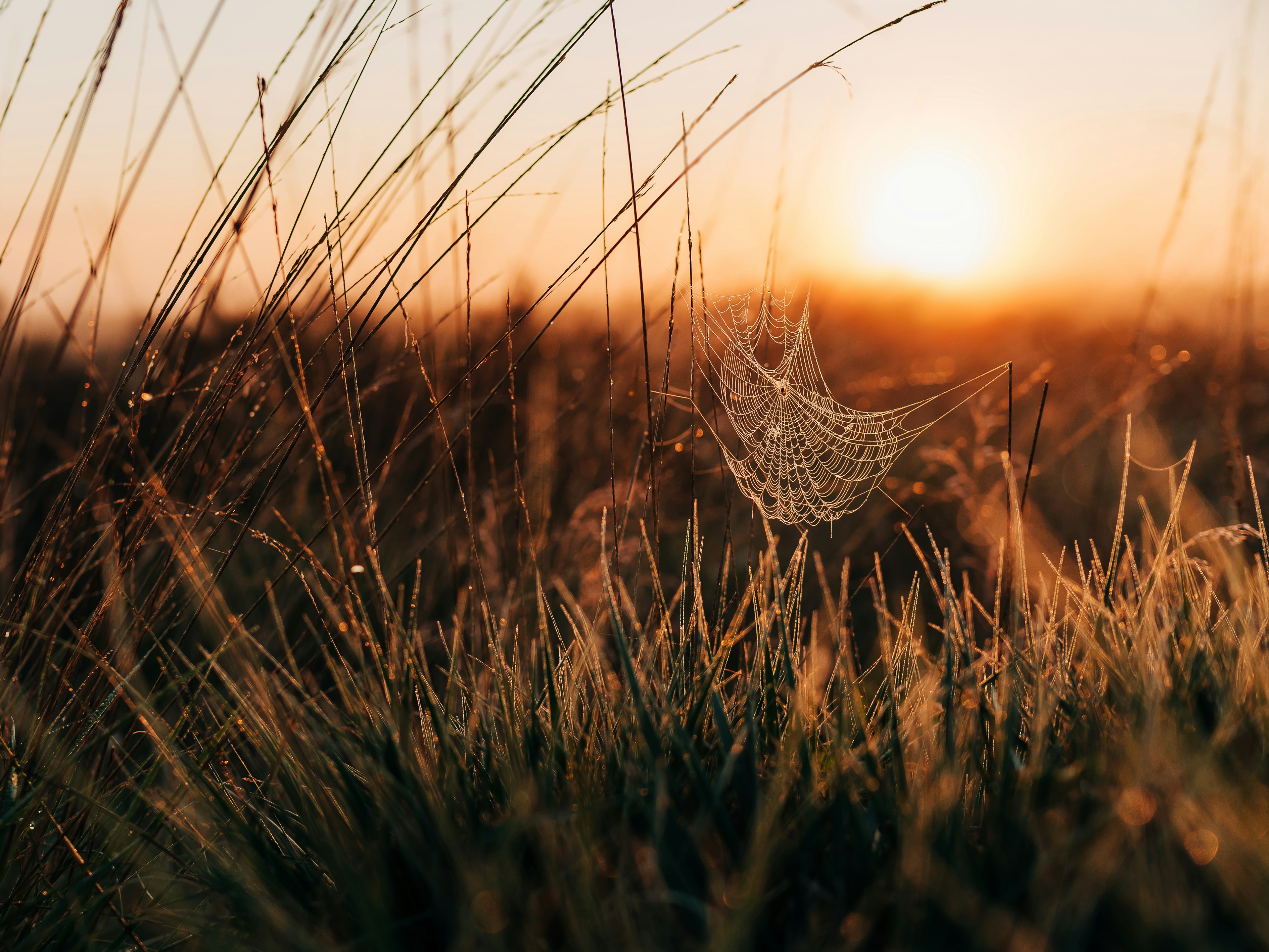 Dew-Weave at Sunrise
