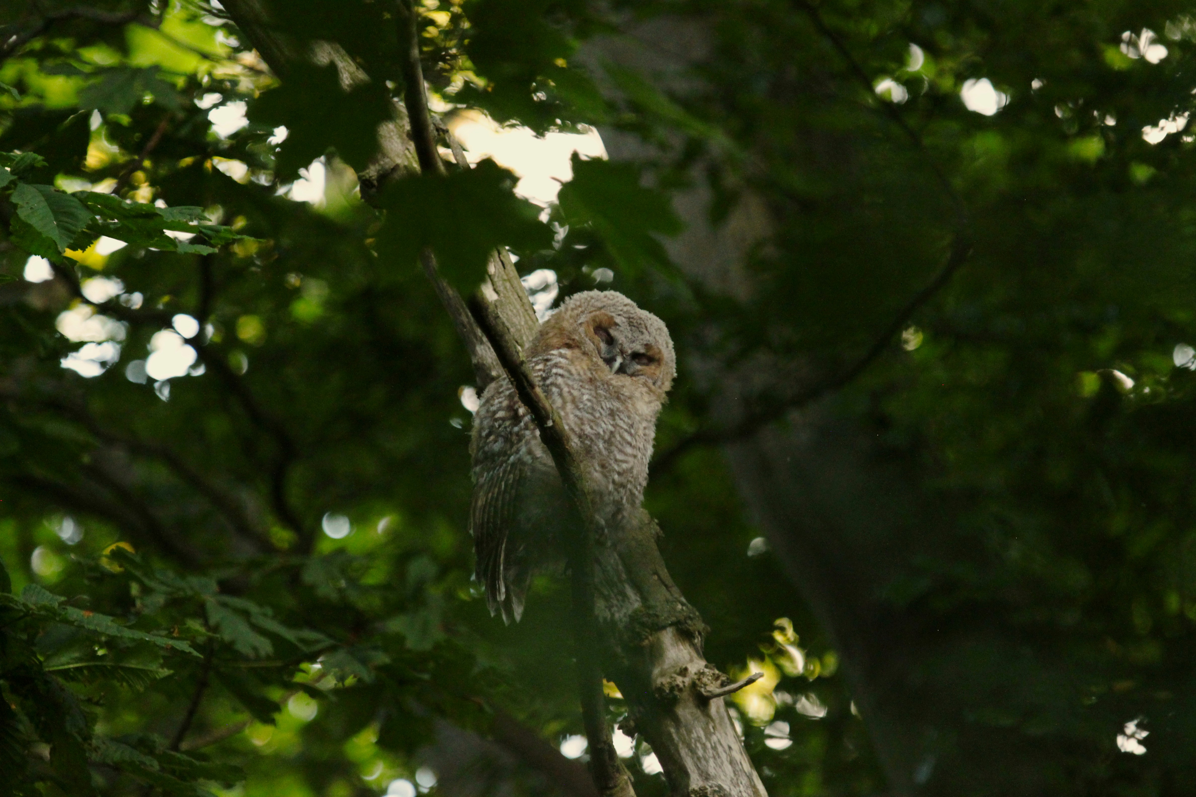 A tawny owl perched on a tree branch, surrounded by lush green foliage. The scene captures the essence of wildlife in its natural habitat.