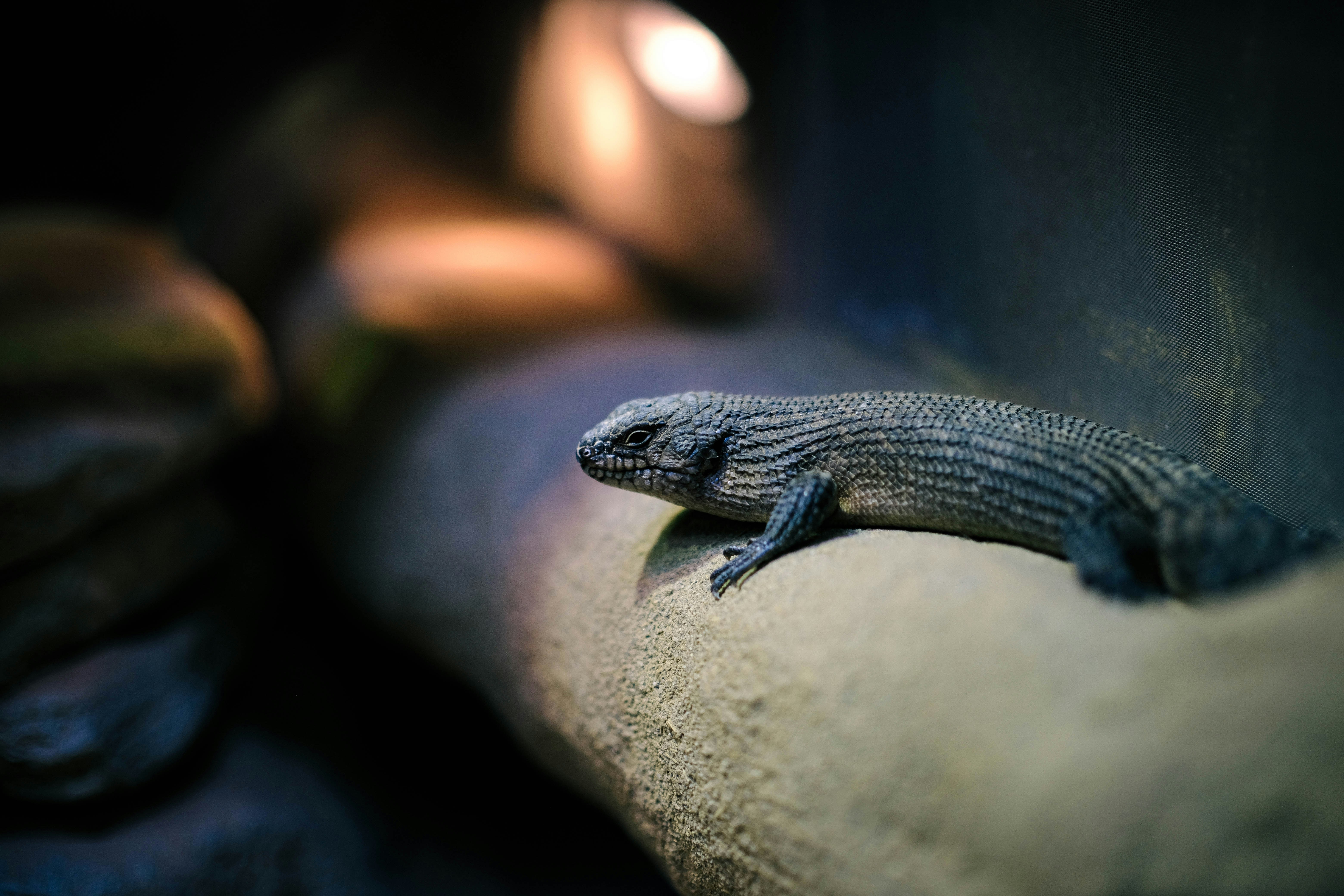 a lizard sitting on the arm of a person