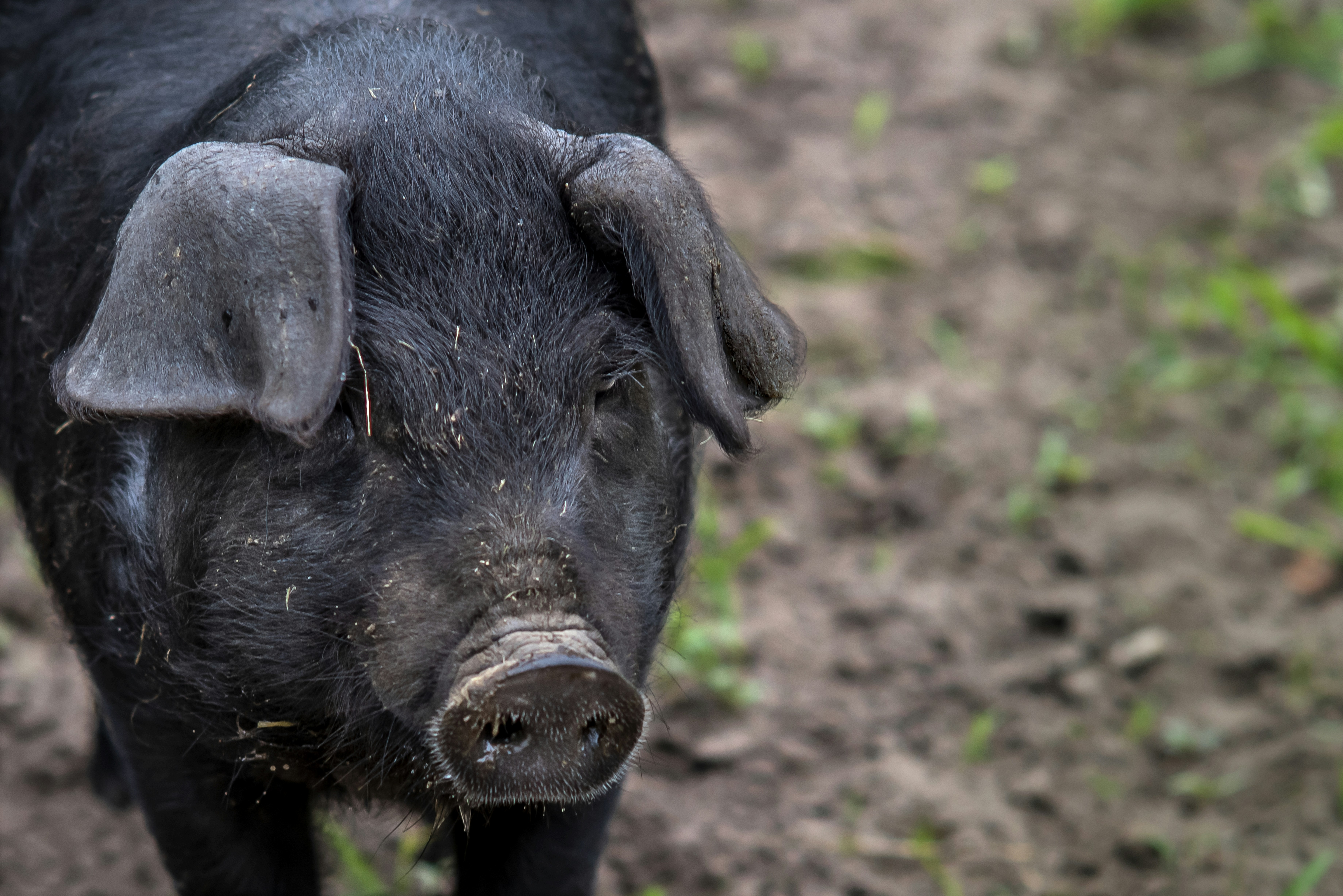 A black pig standing on top of a dirt field photo – Free Pig Image on ...