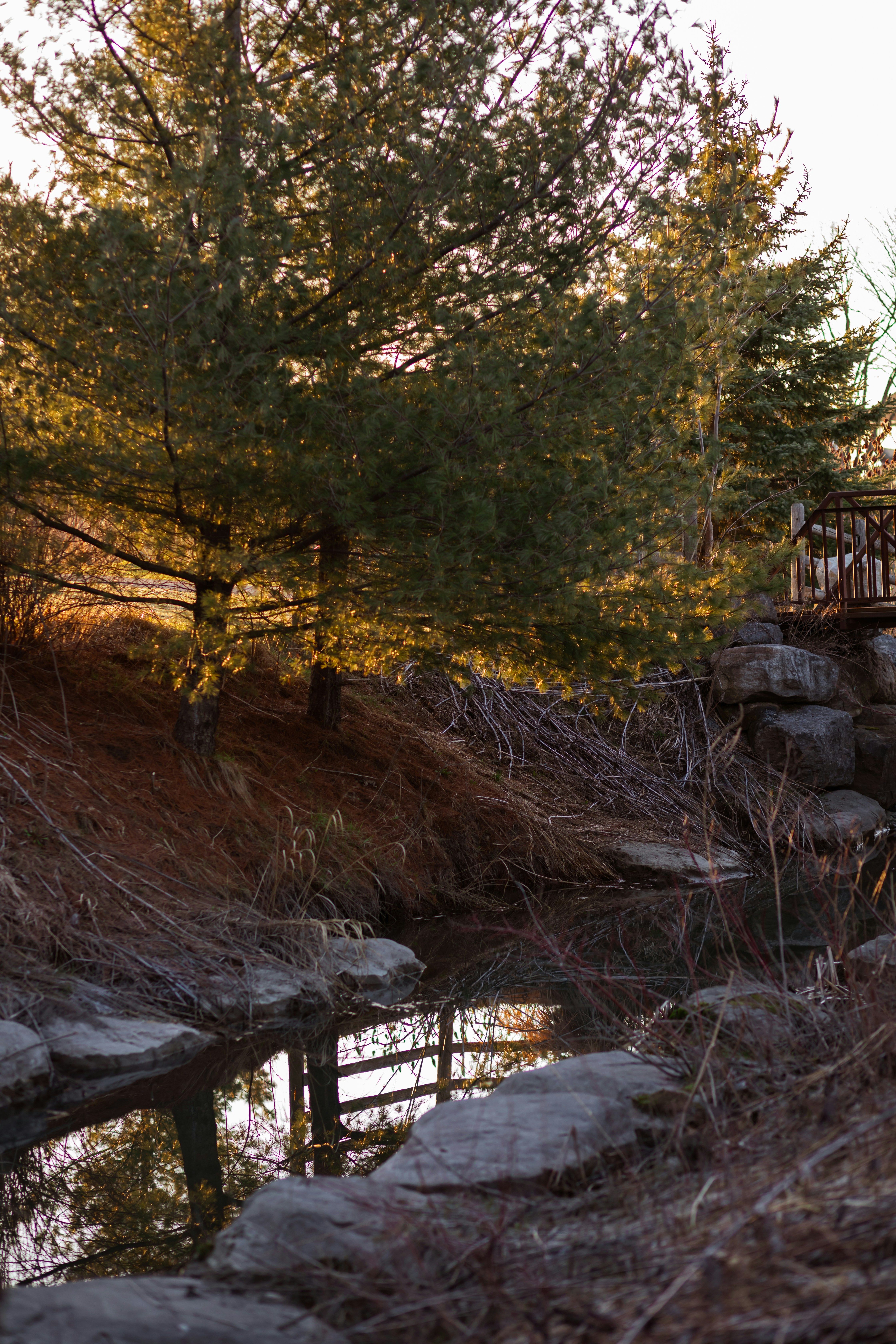 A peaceful stream bordered by rocks and trees, capturing the warm glow of sunset reflections on the water's surface.
