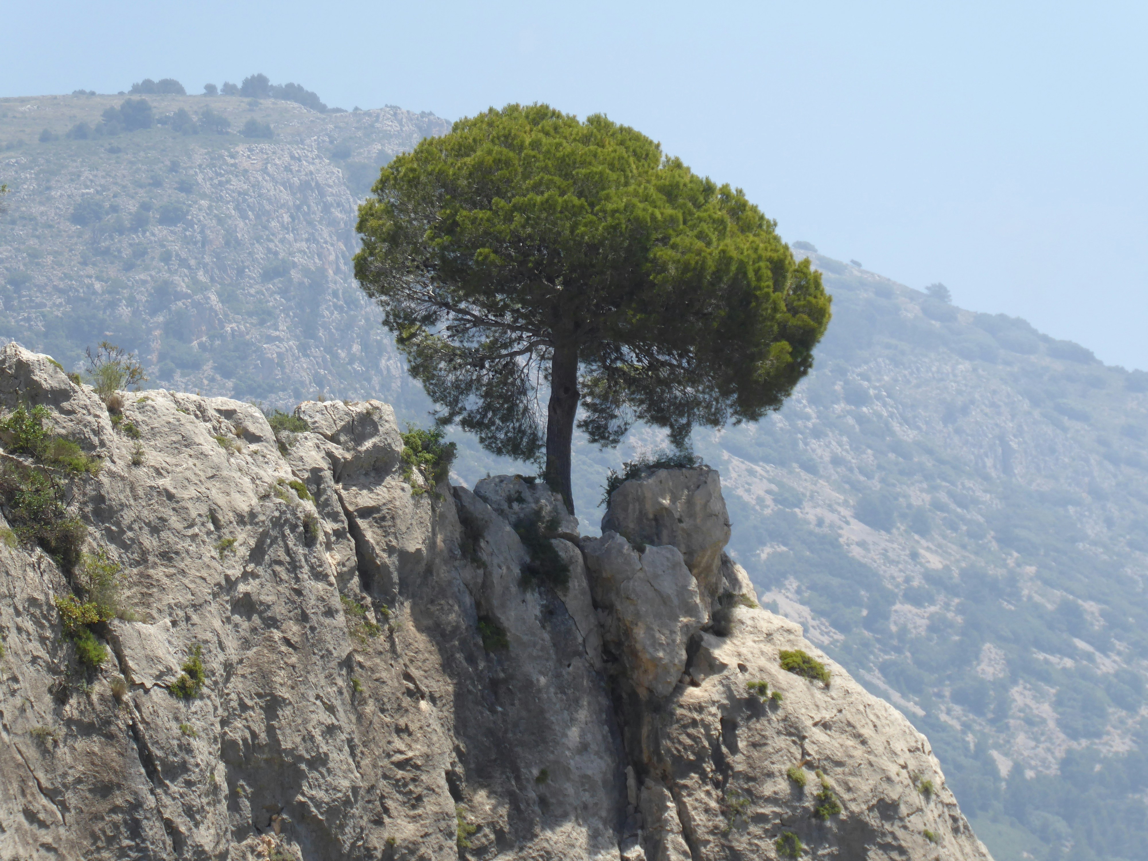 A resilient tree stands atop a rocky cliff, overlooking a vast mountainous landscape under a clear blue sky.