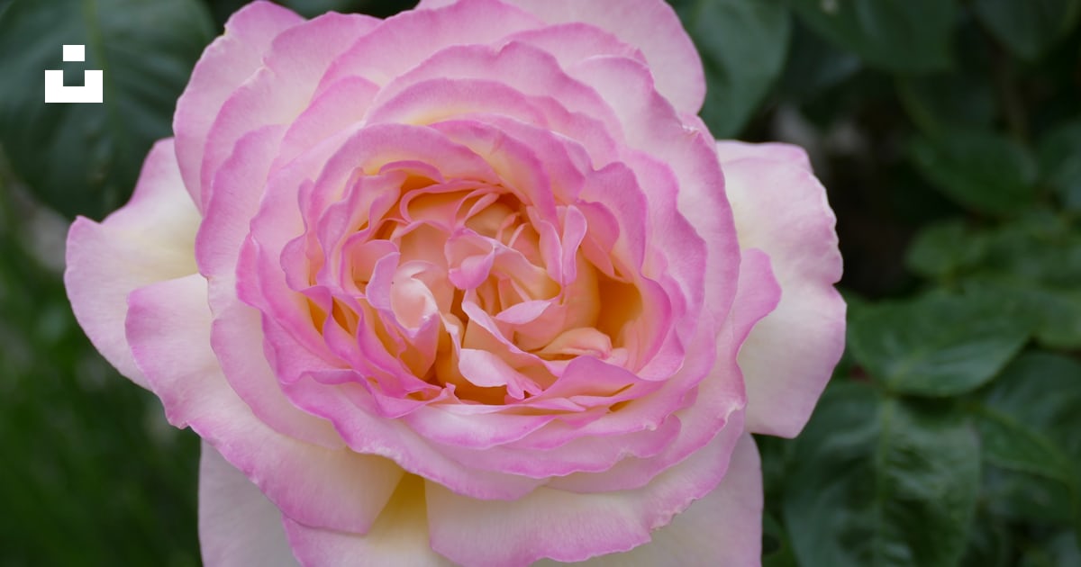 背景に緑の葉を持つピンクと白のバラの写真 Unsplashの無料バラの花写真