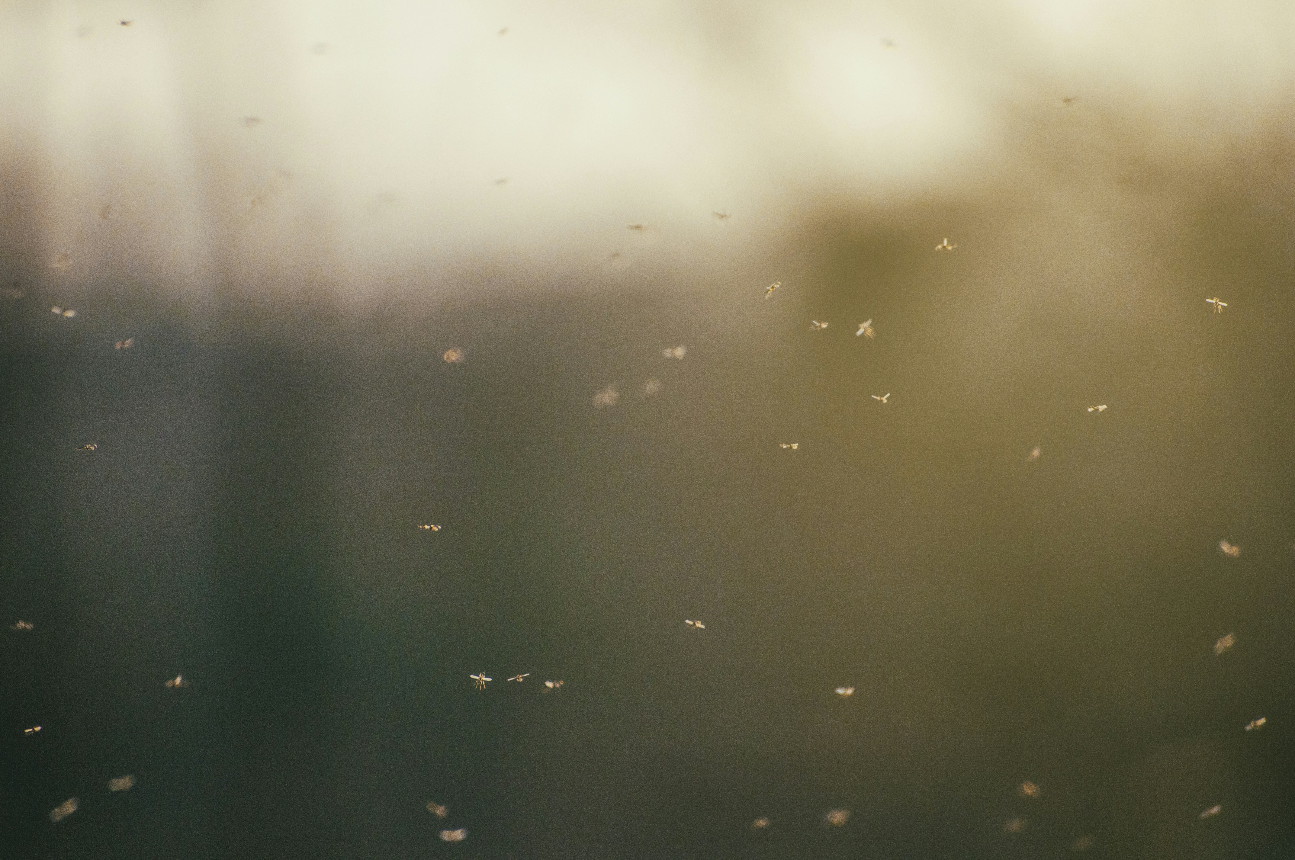 A group of flies flying through the air photo – Free Animal Image on ...