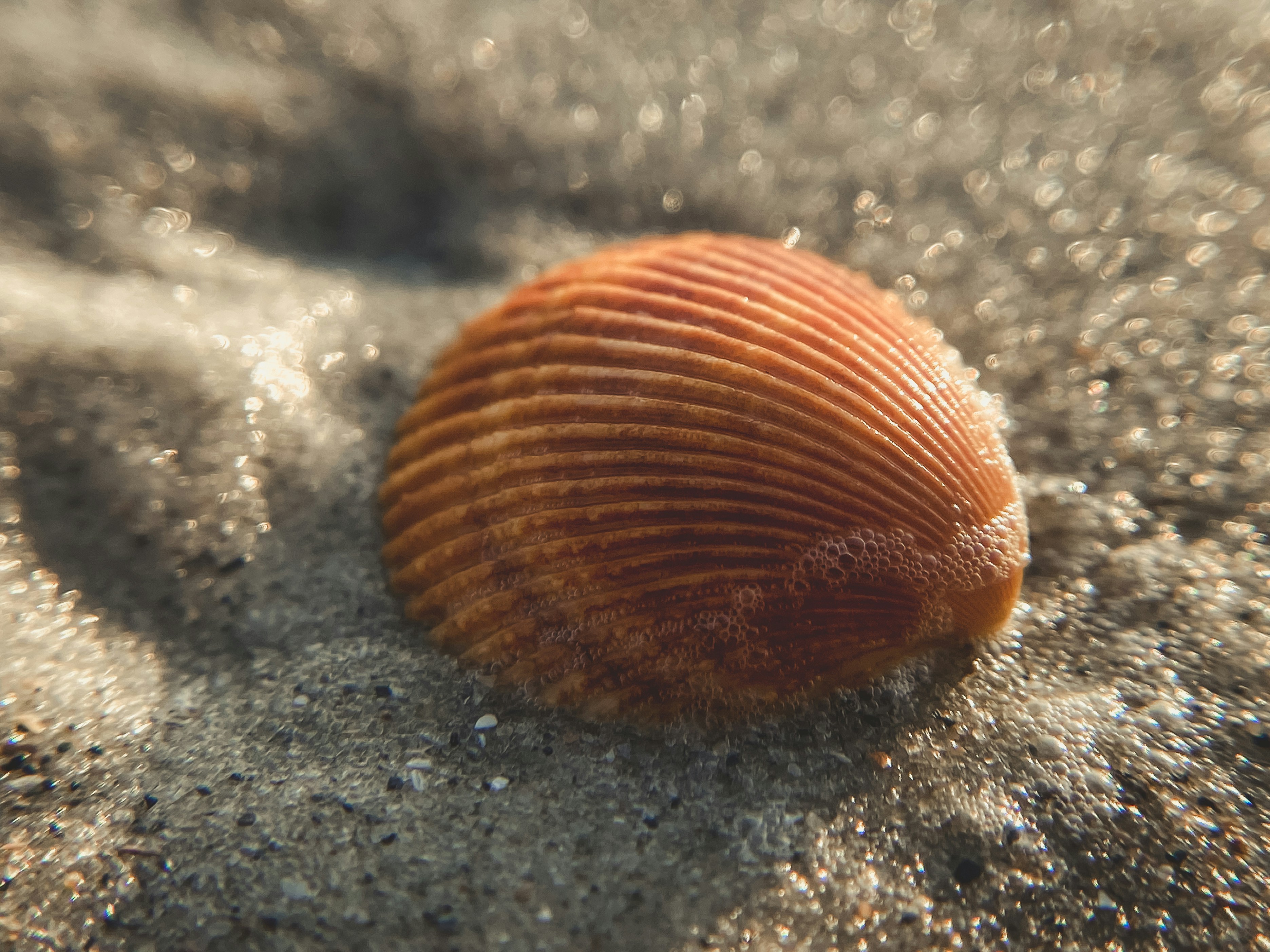 A close up of a shell on a sandy beach photo – Free Brown Image on Unsplash