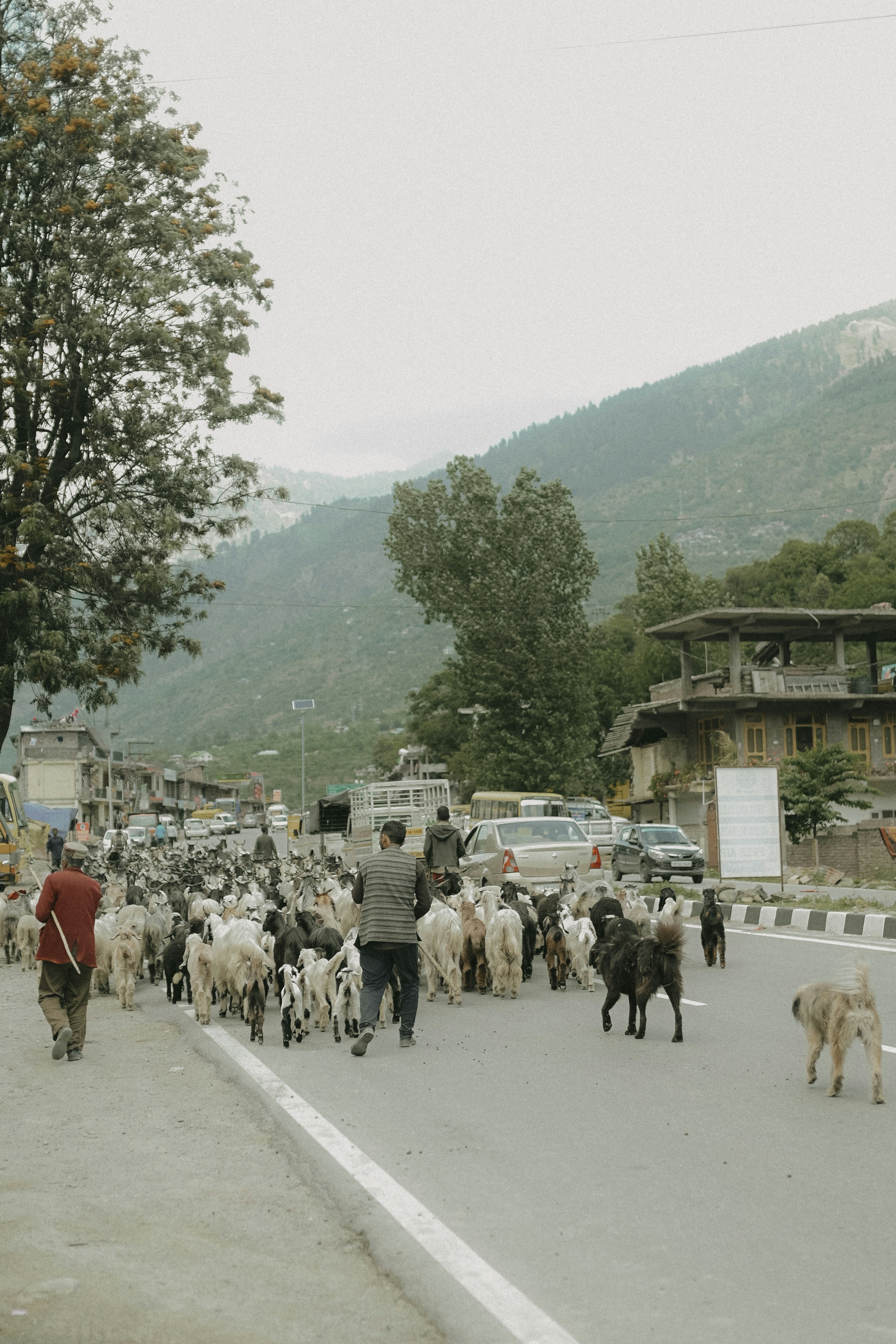 Herd Crossing the Valley: Goats Parade Through a Mountain Village Street
