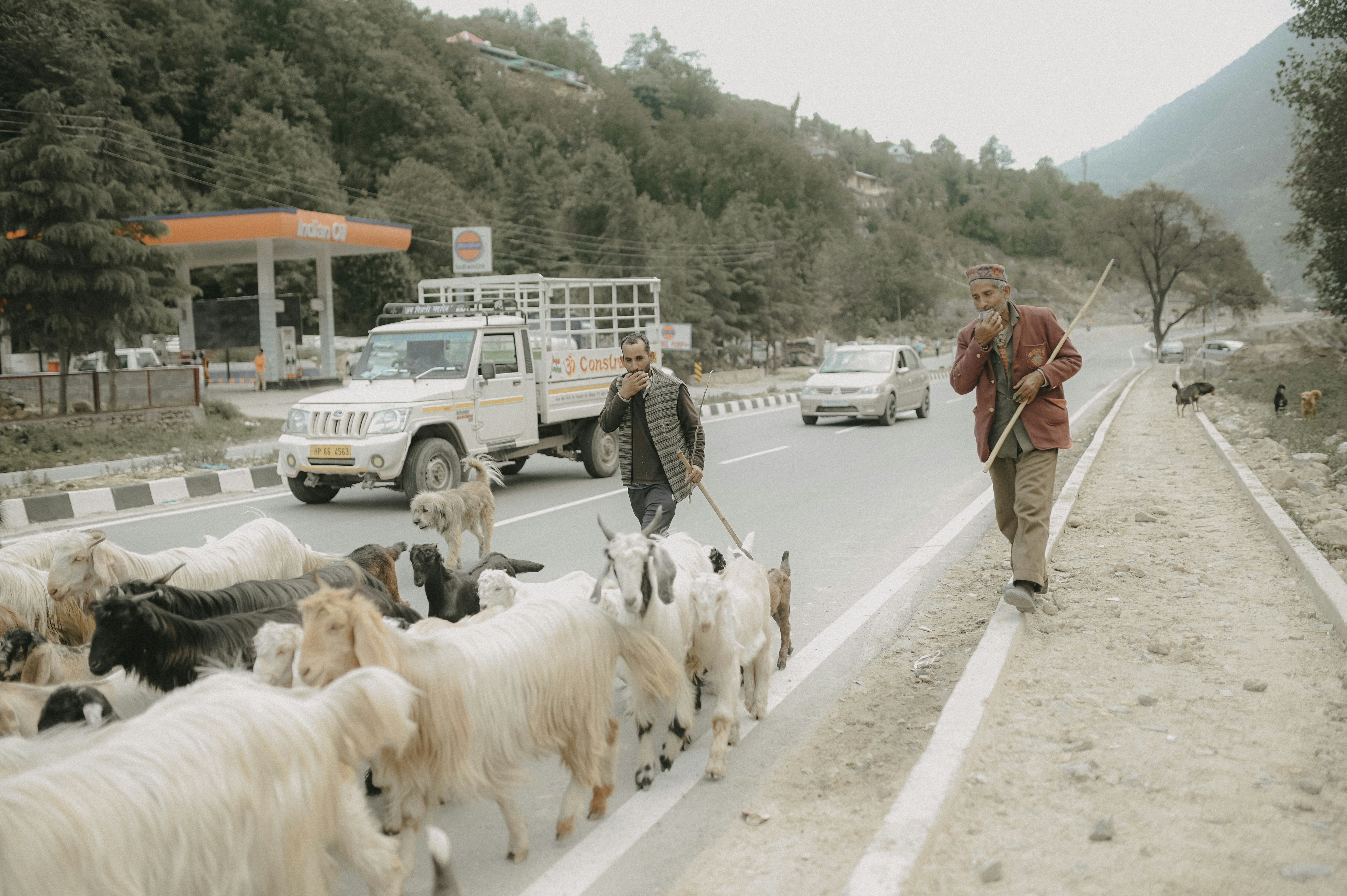 Goat Caravan on a Mountain Highway