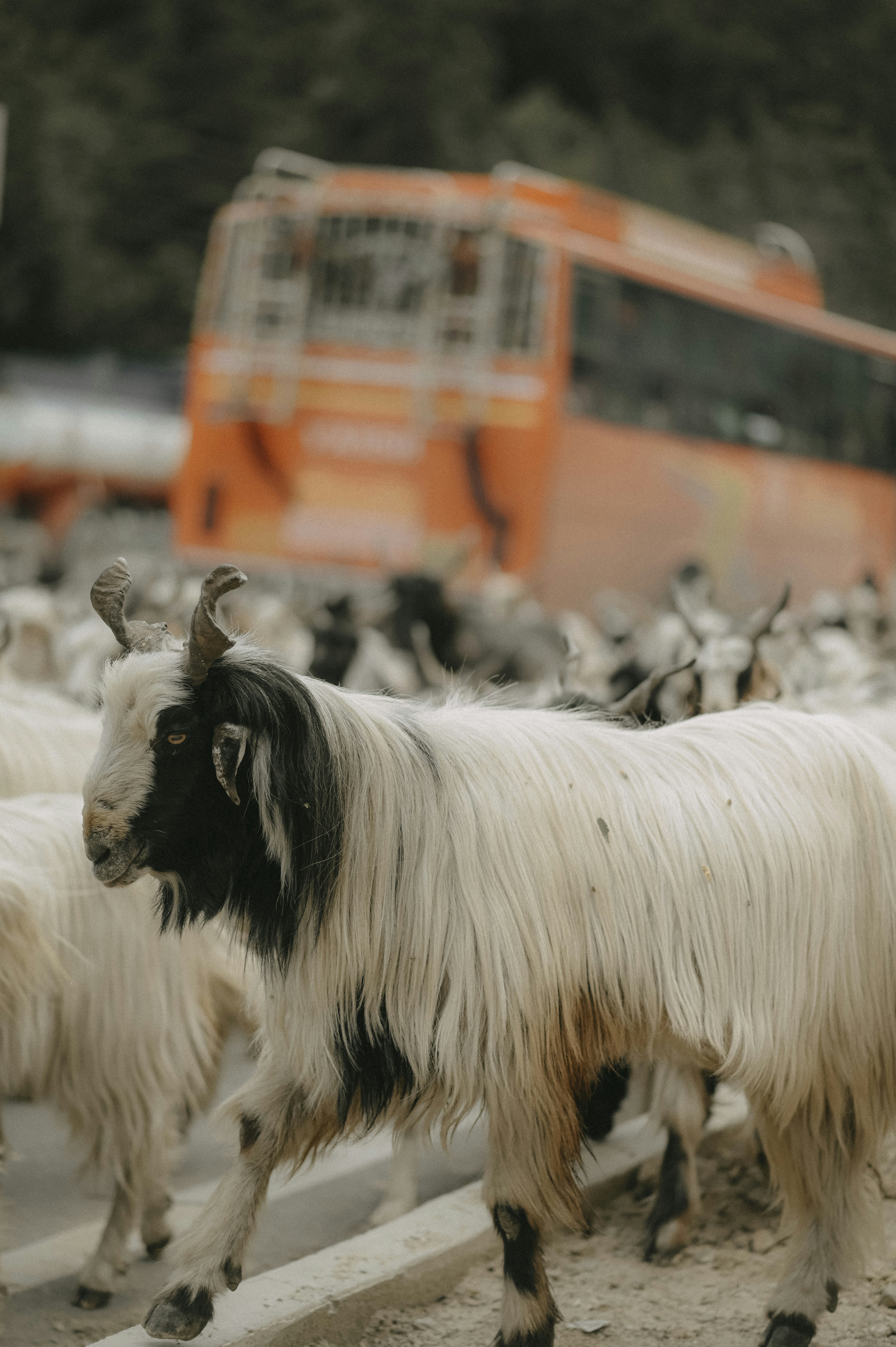 Herd Crossing Through a Blurred Worksite