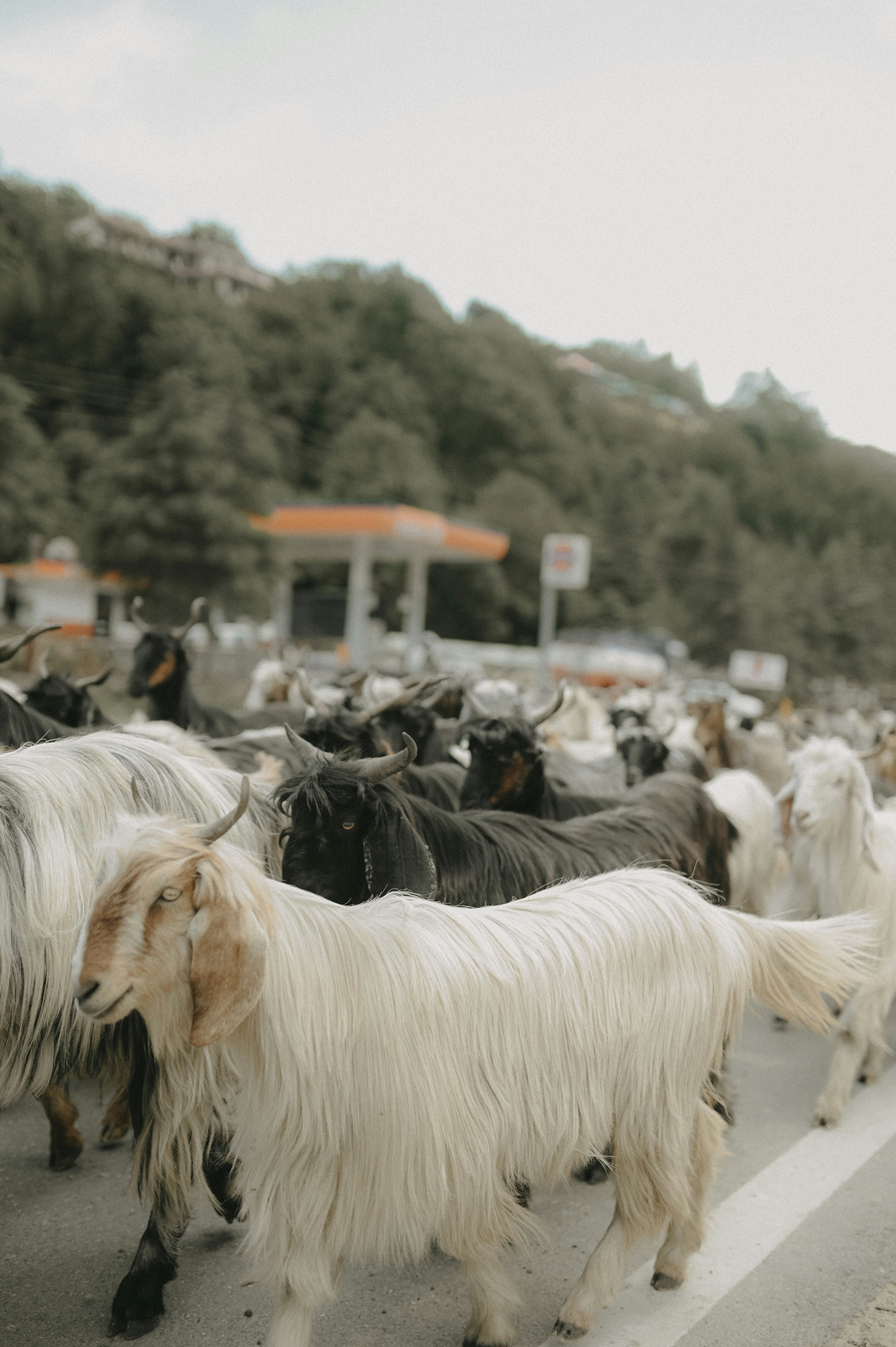 A herd of goats walking down a street photo – Free Animal Image on Unsplash