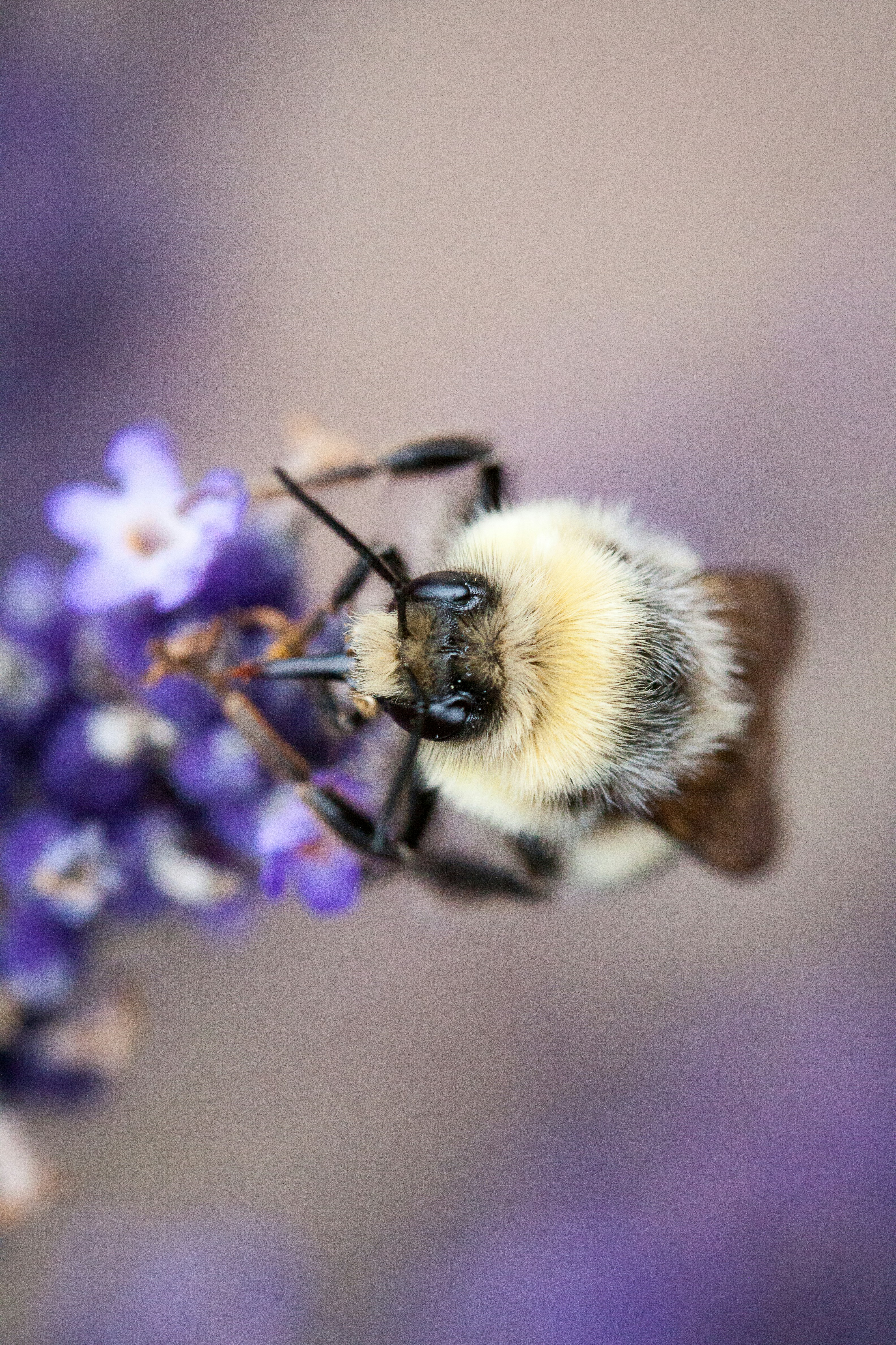 Lavender's Guard: a Bumble Bee in Close-Up on Purple Blooms