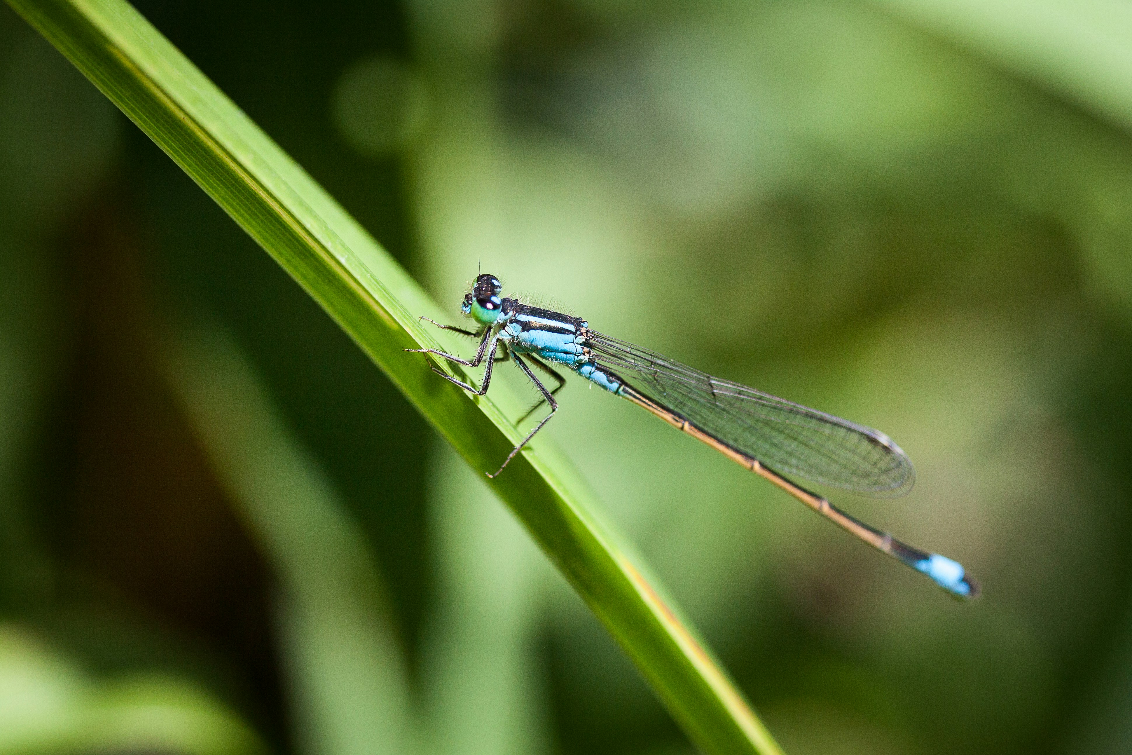 A blue and black insect sitting on top of a green leaf photo – Free ...