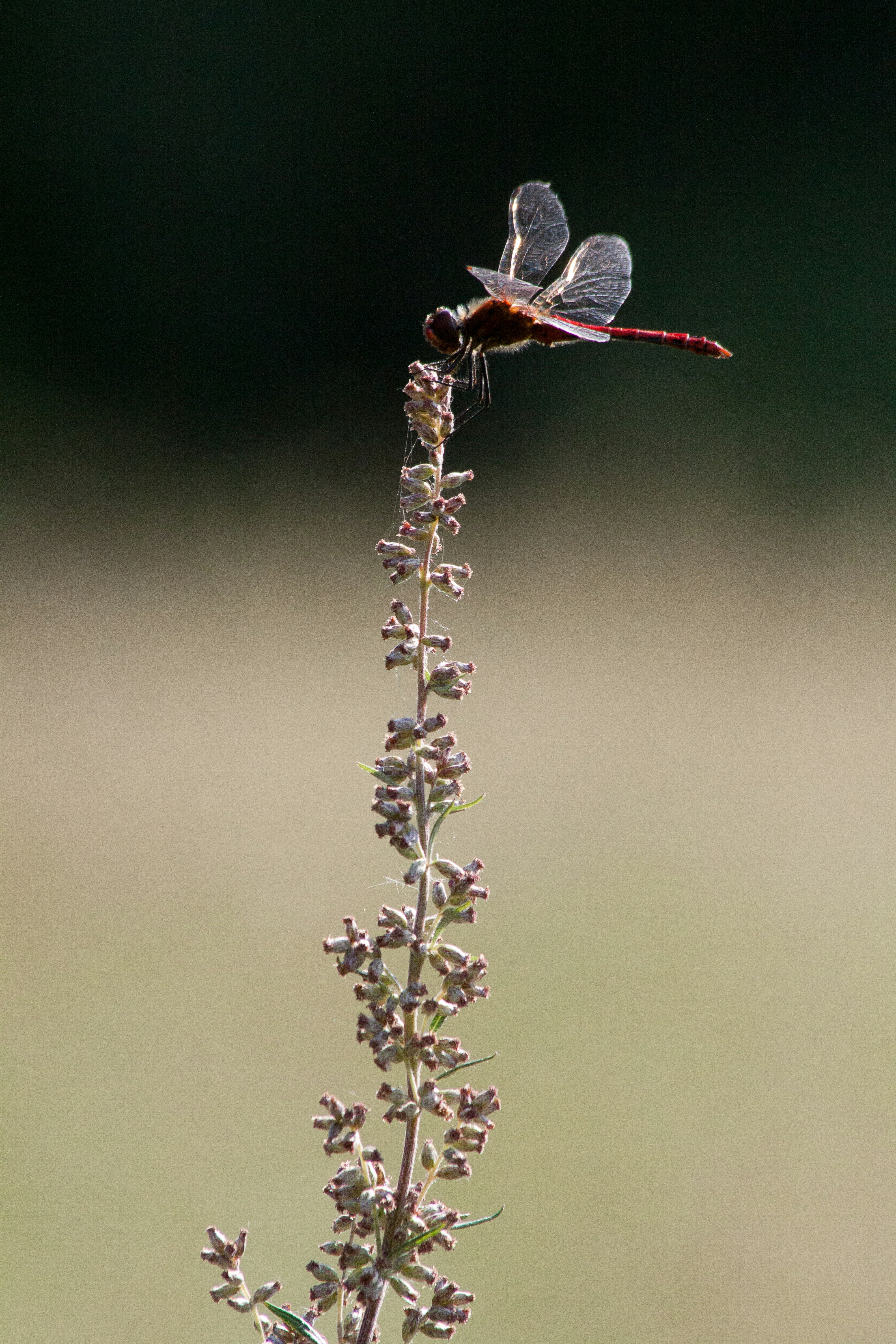 Crimson Dragonfly Perches on a Lone Seed Spike in Quiet Golden Light