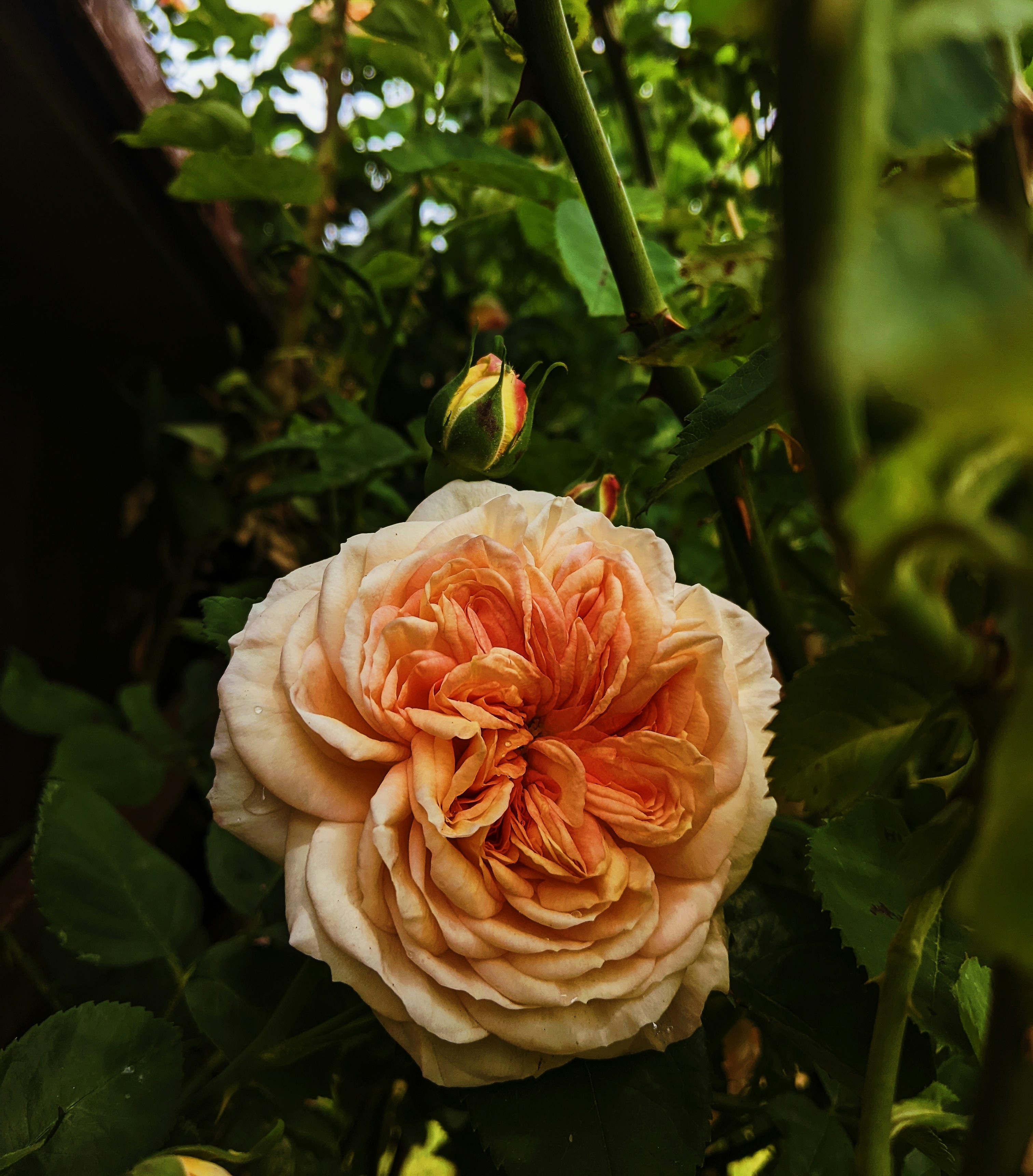 A large peach colored flower in a garden photo – Free Rose garden Image ...