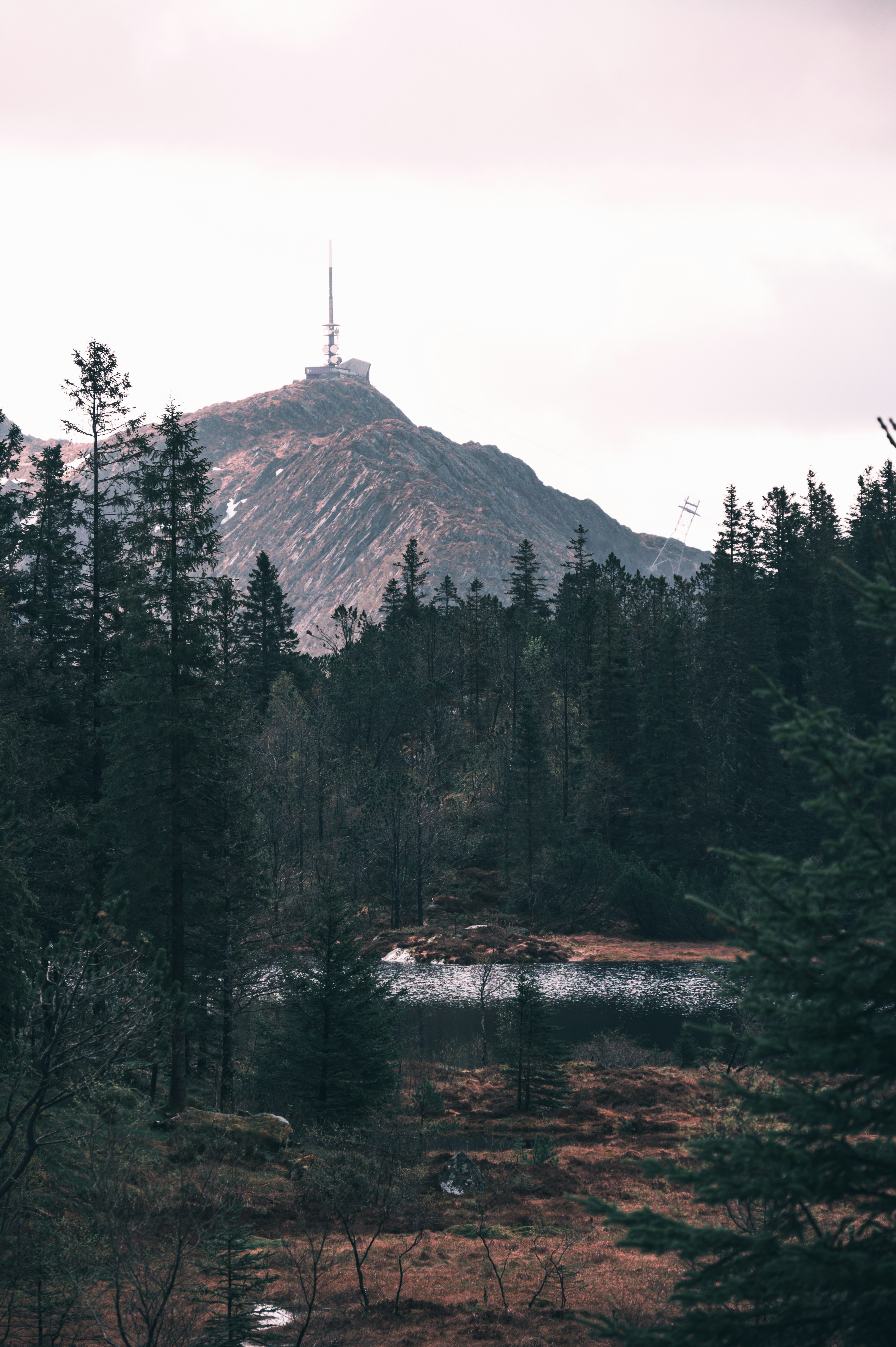 Tower on the Summit: Pine-Framed Peak Bathing in Quiet Light