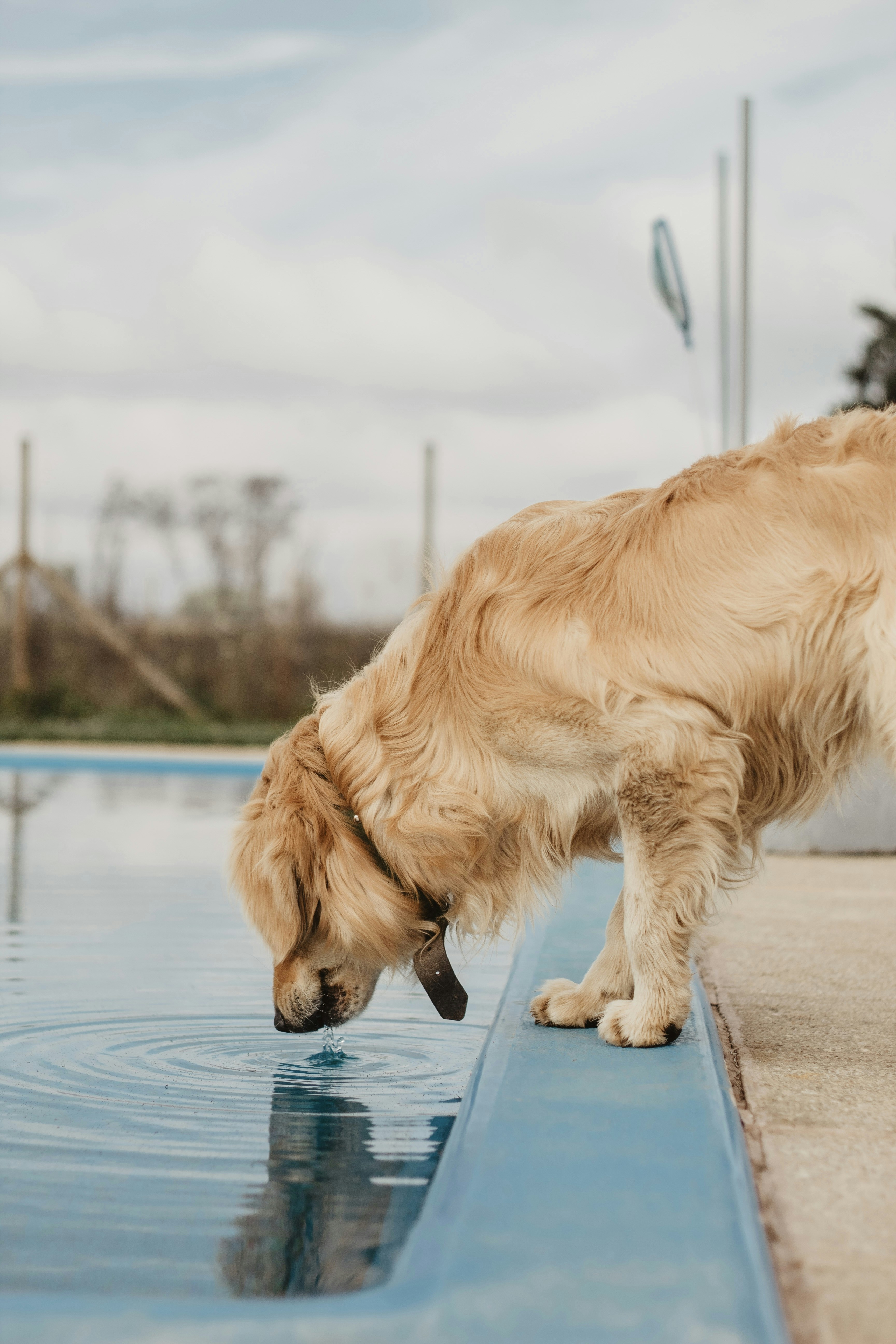 Golden retriever peering into a calm swimming pool, creating ripples with its nose.