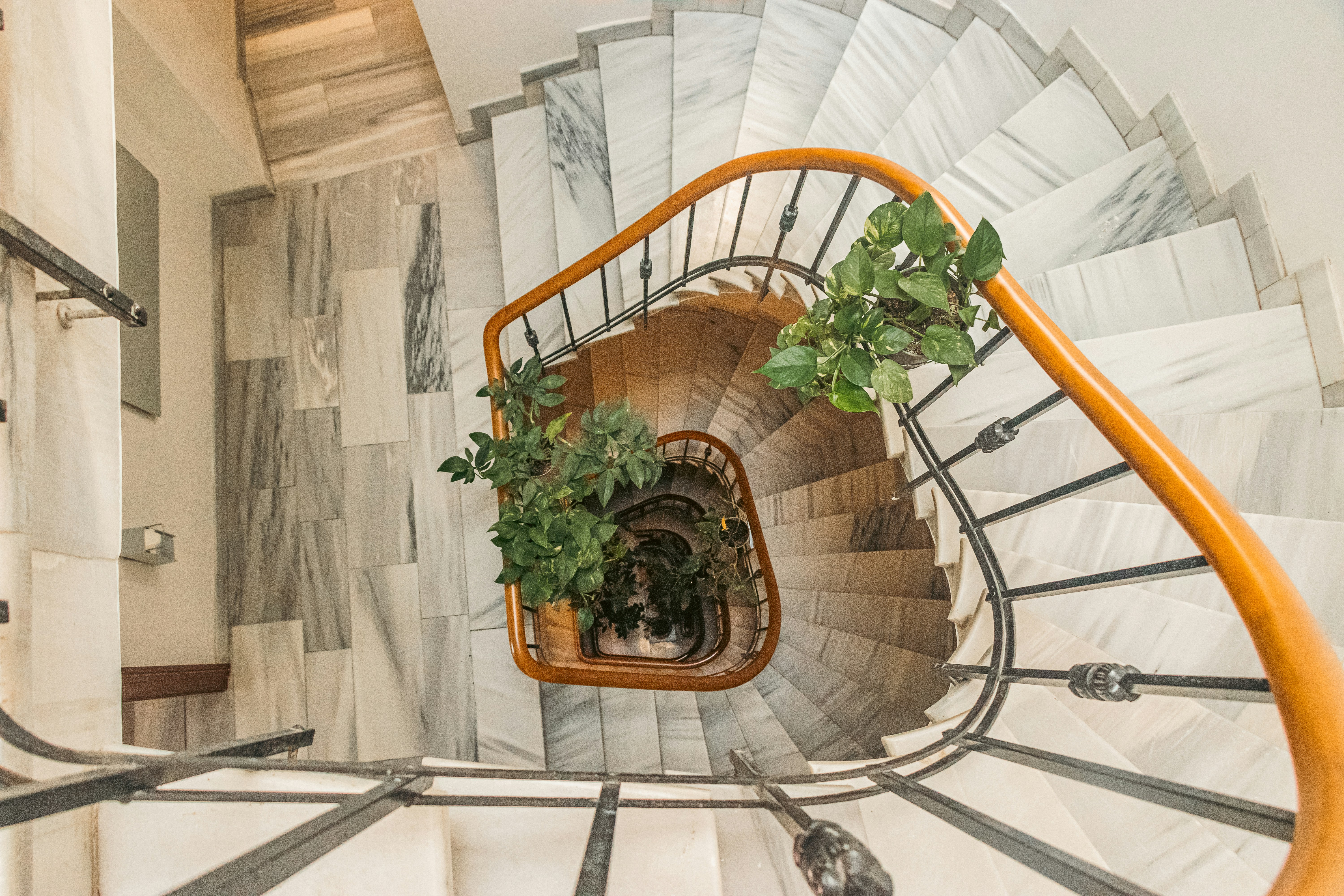 Verdant Pivot: A Plant Clings to the Marble Spiral Staircase