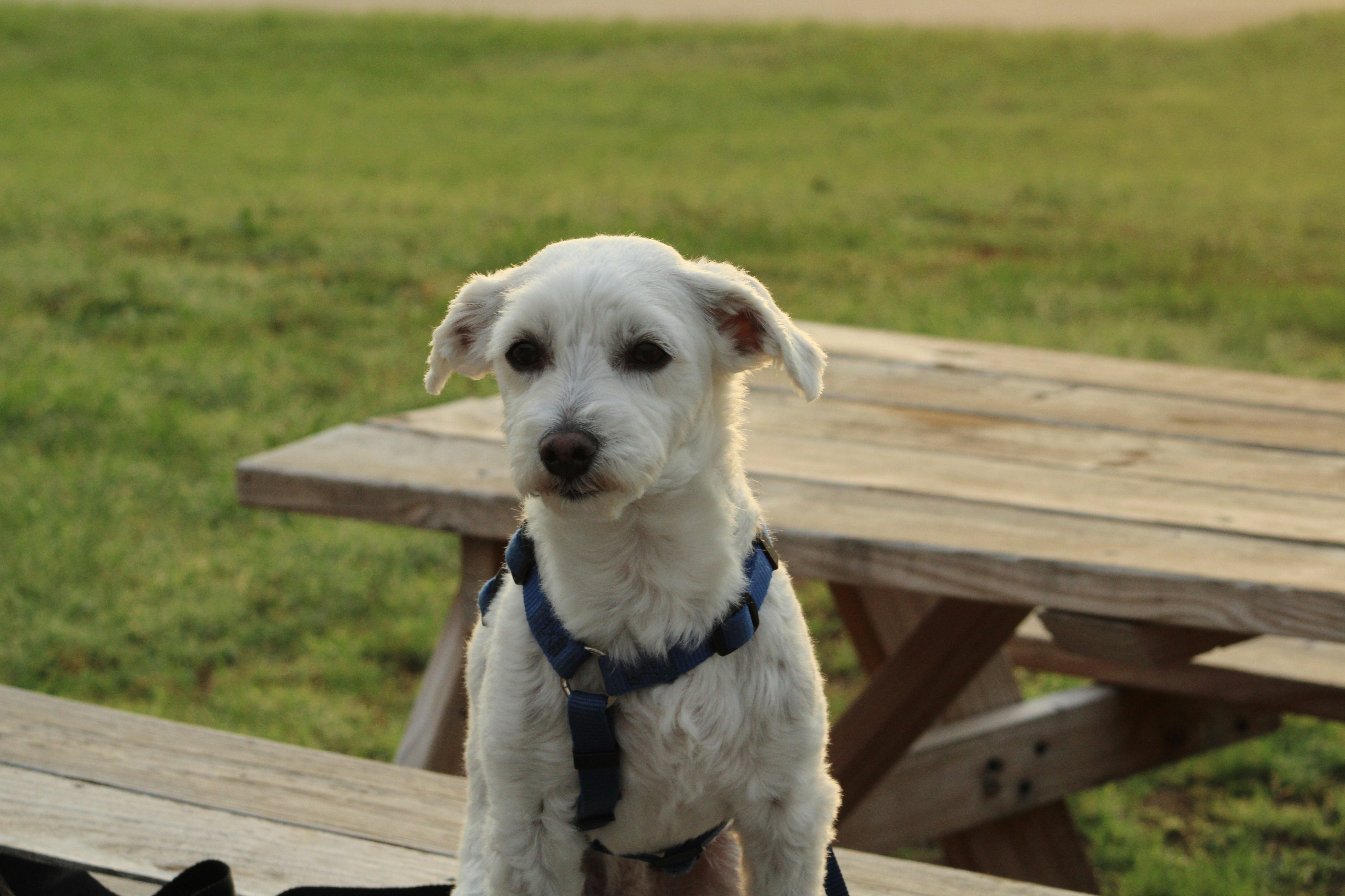 Quiet Confidence: White Pup on a Weathered Park Picnic Table