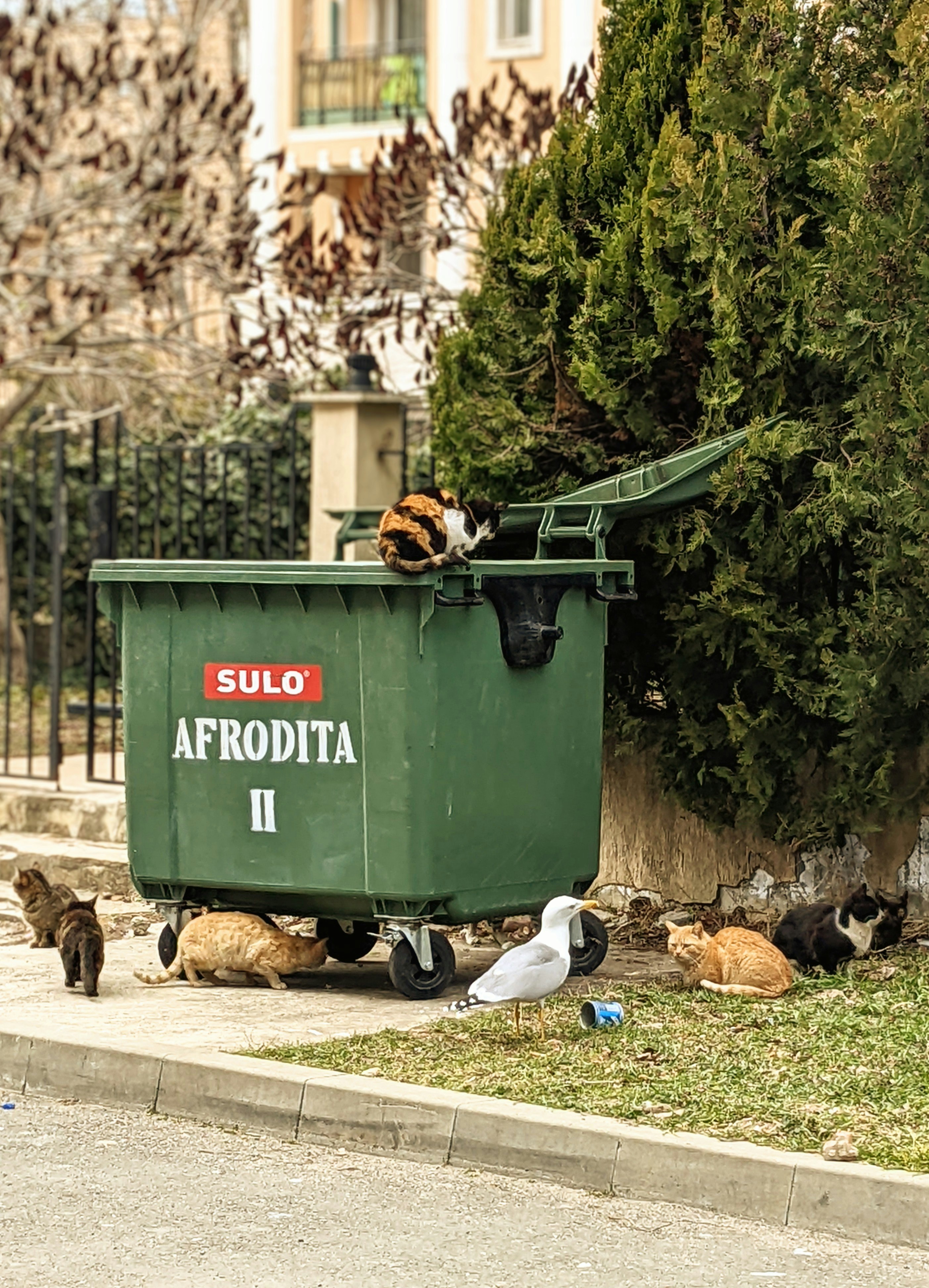 A group of cats scavenging around a green dumpster labeled 'AFRODITA II,' with one cat perched atop. A white bird observes nearby.