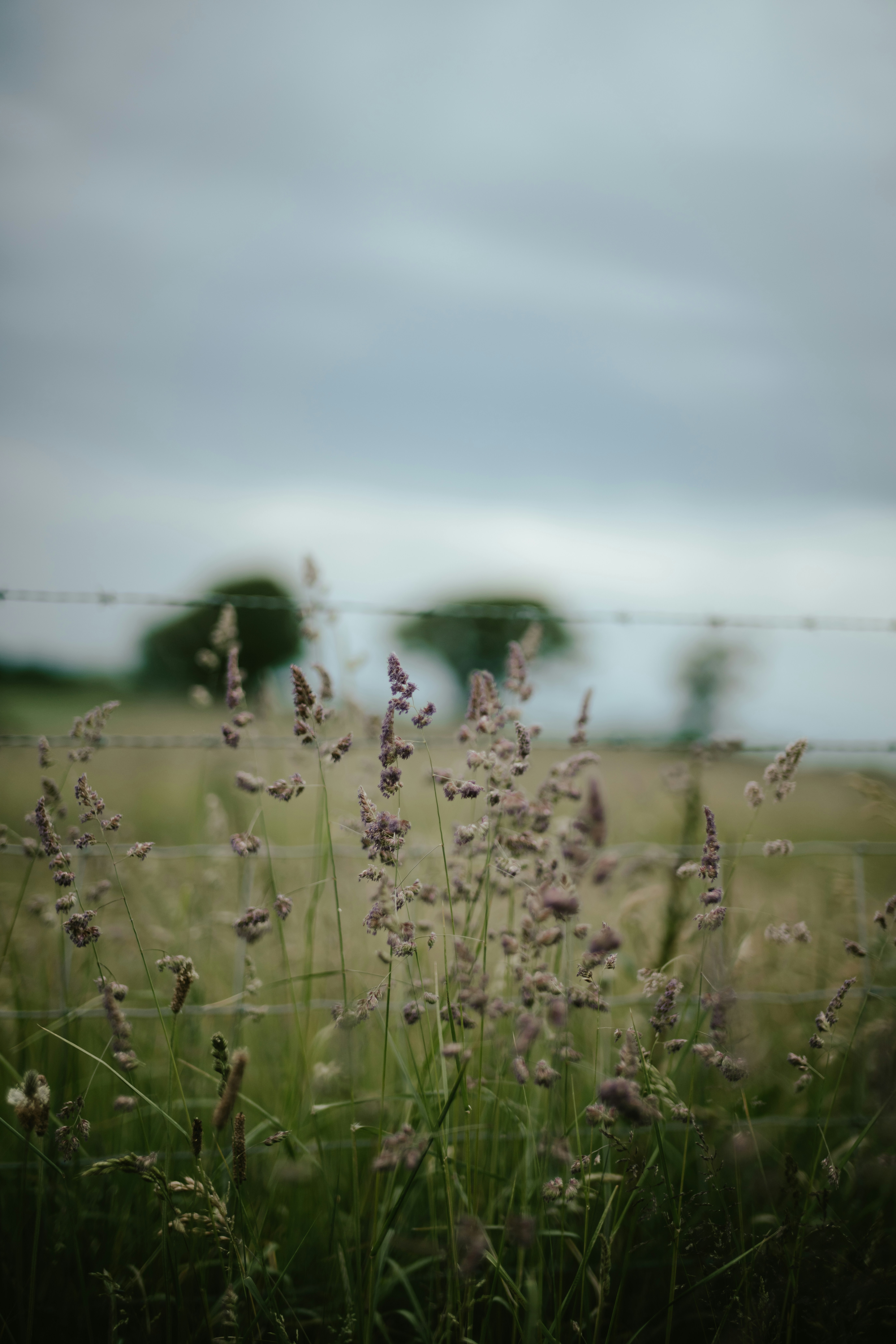 Delicate wildflowers sway gently in the breeze, framed by a rustic barbed wire fence against a soft, cloudy backdrop.
