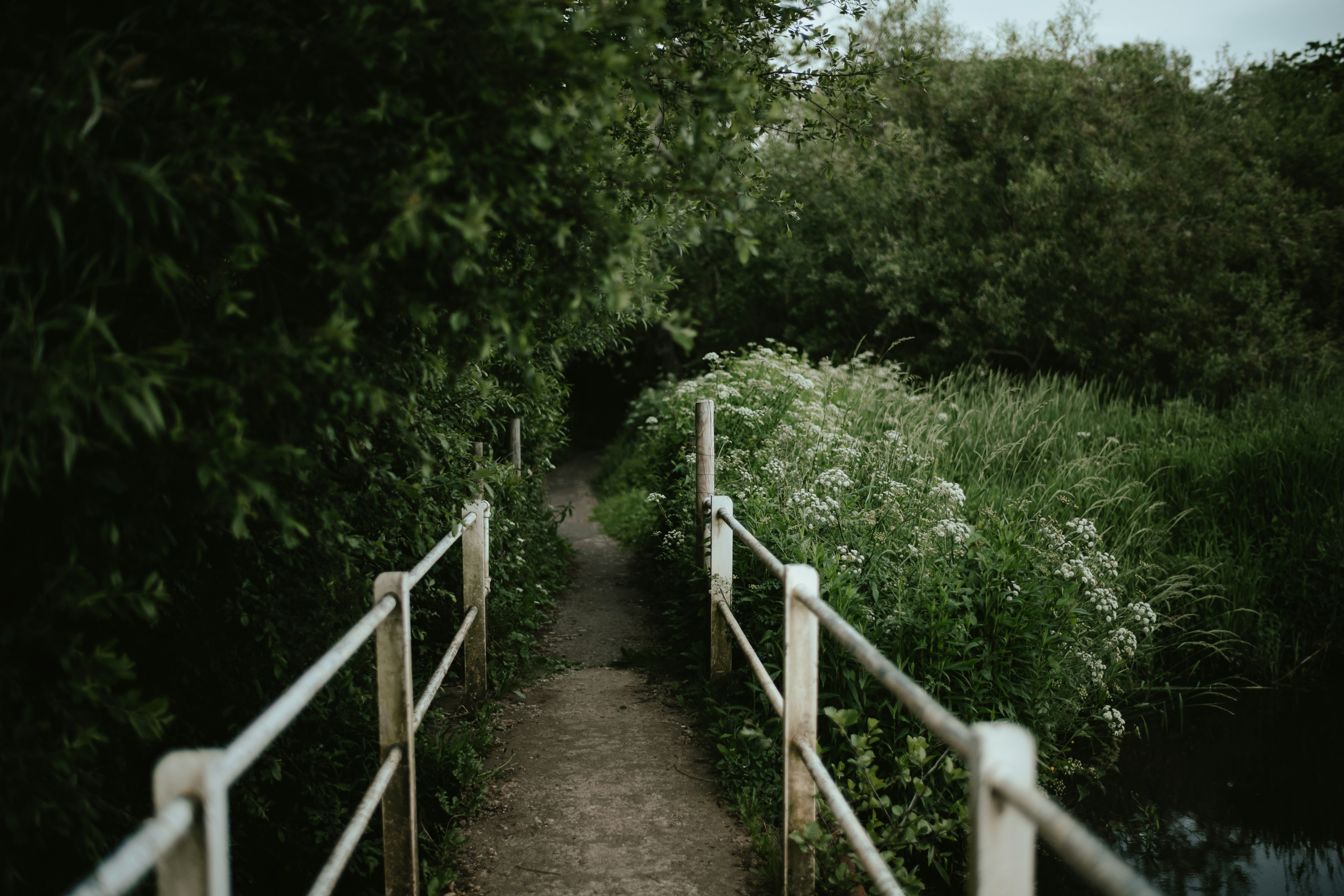 Bridge to the Green Shadow: A Narrow Path Through Dense Foliage