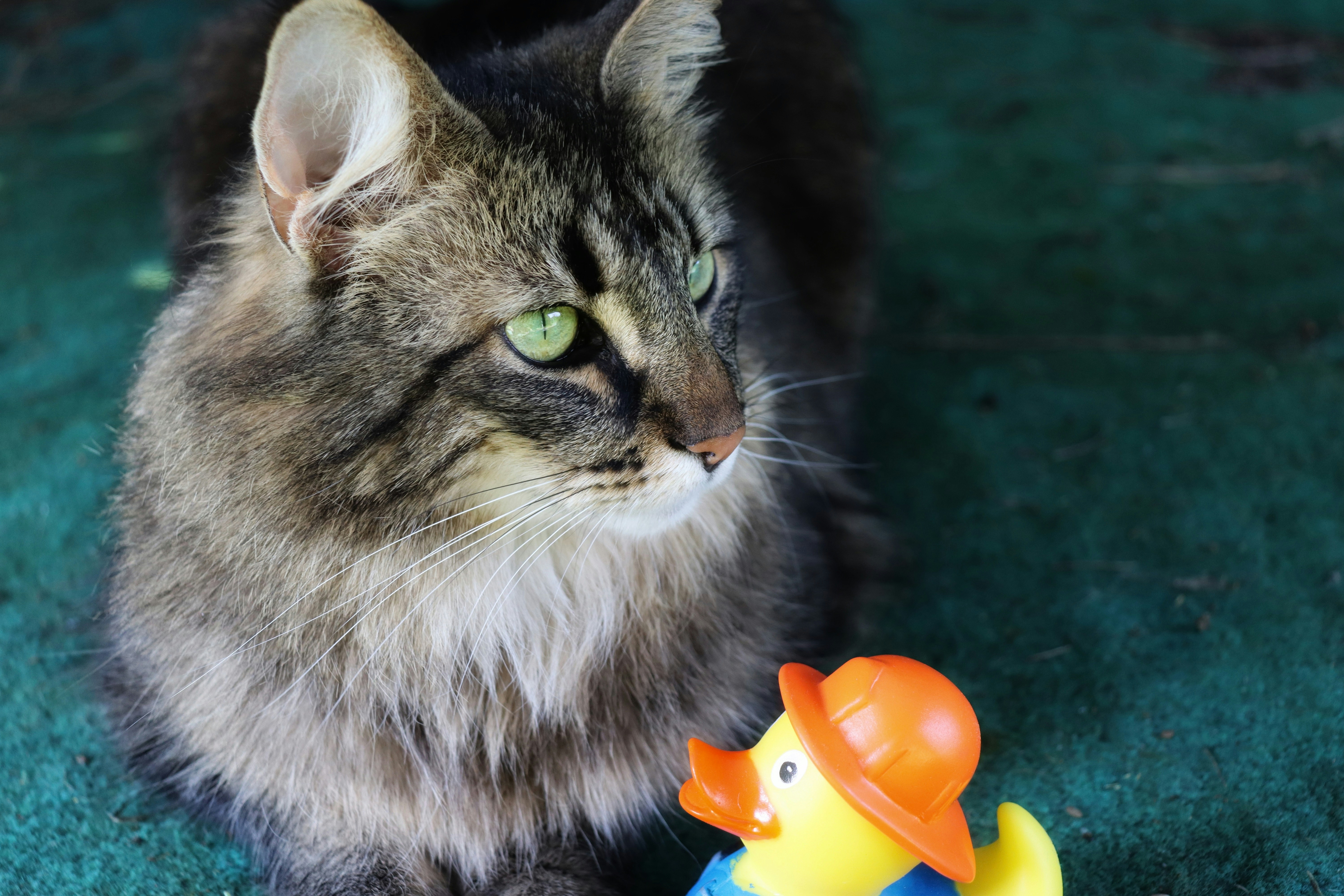 A cat sitting next to a toy rubber duck photo – Free Feuerwehr Image on ...