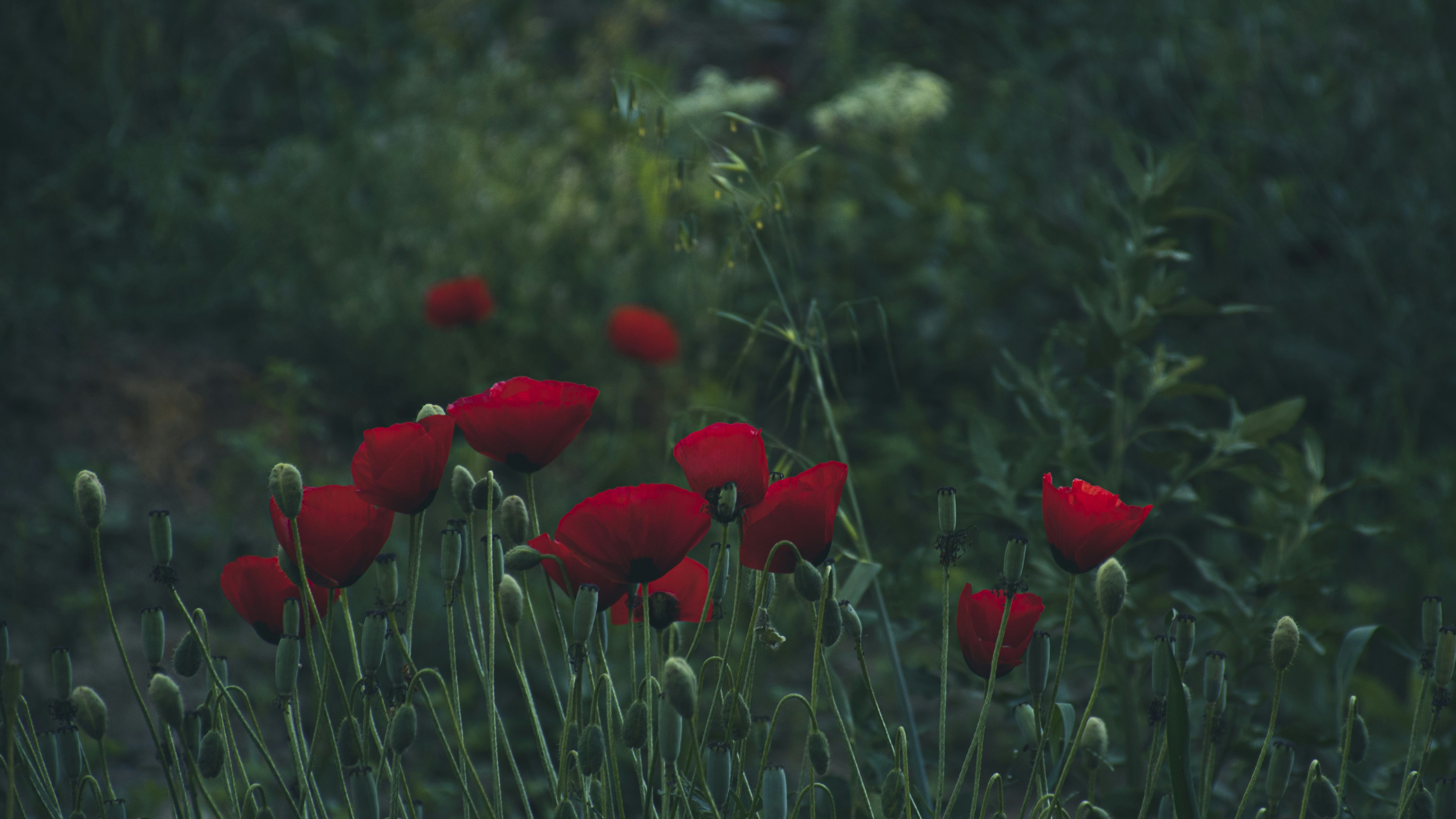 Un bouquet de fleurs rouges qui sont dans l’herbe photo – Image ...