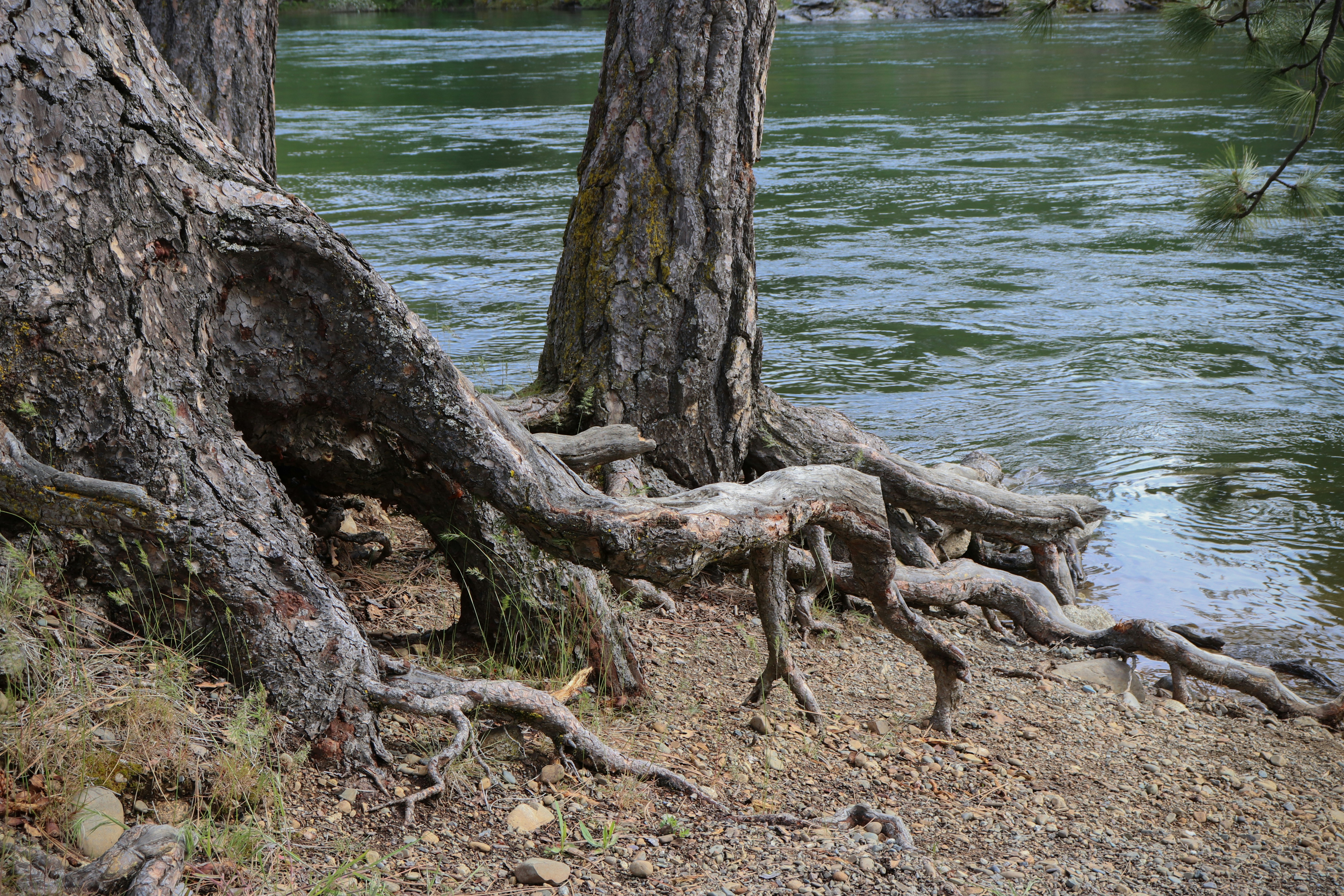 Exposed roots of trees next to a river.