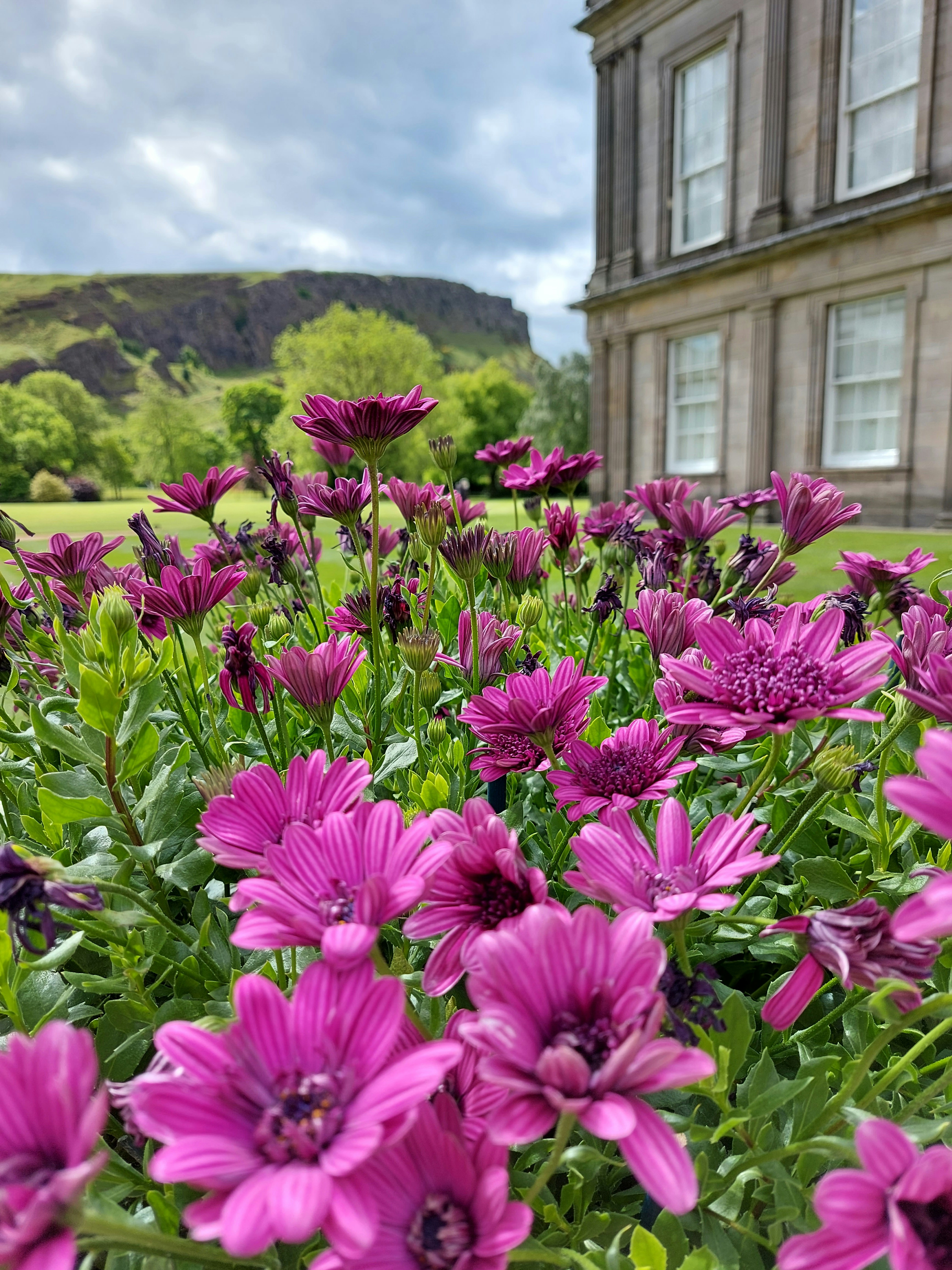 A lush arrangement of pink flowers in full bloom, foregrounded by a historic building and a dramatic hillside in the background.