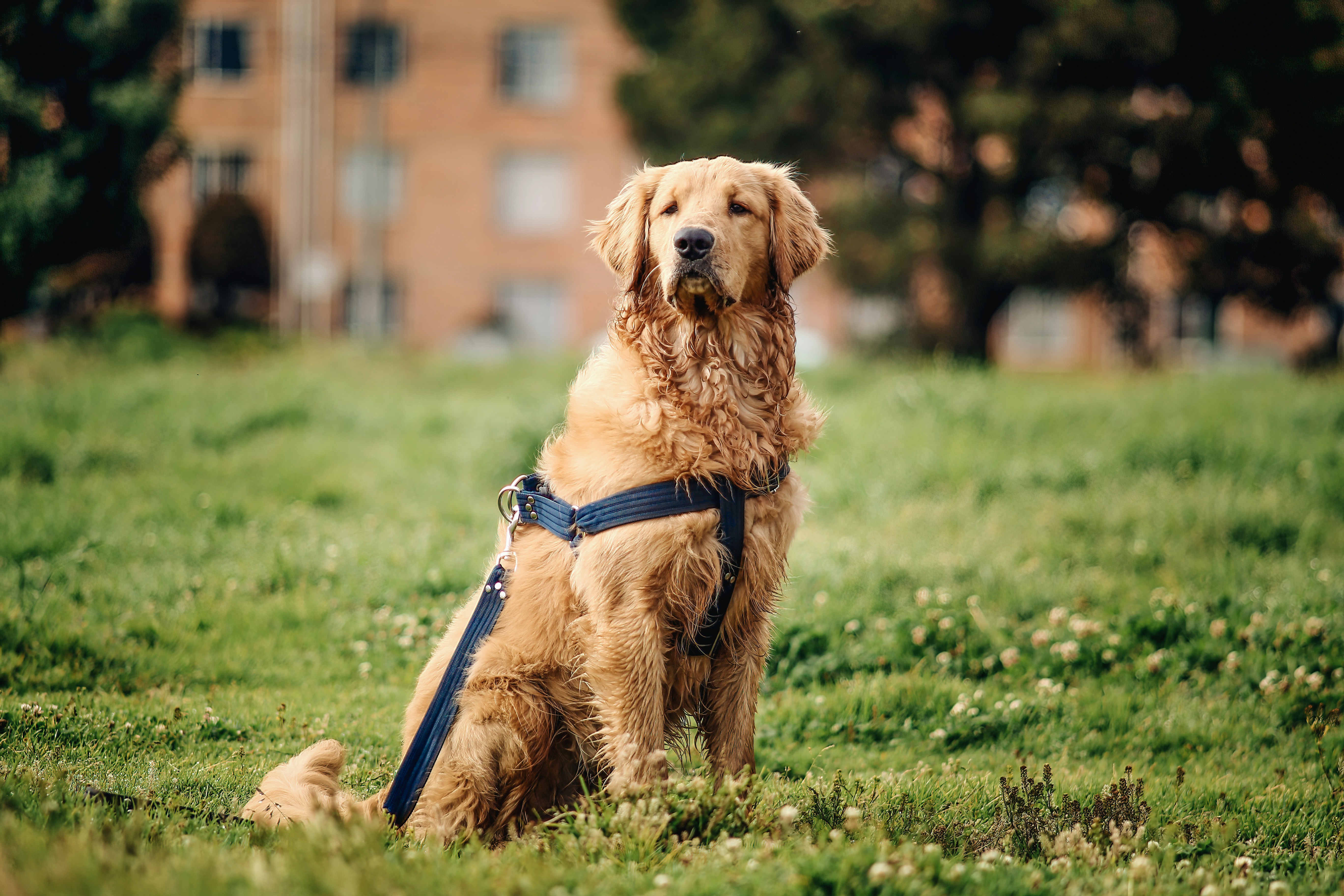 Golden Retriever sitting proudly on lush green grass, adorned with a blue harness. A soft focus background highlights the serene outdoor setting.