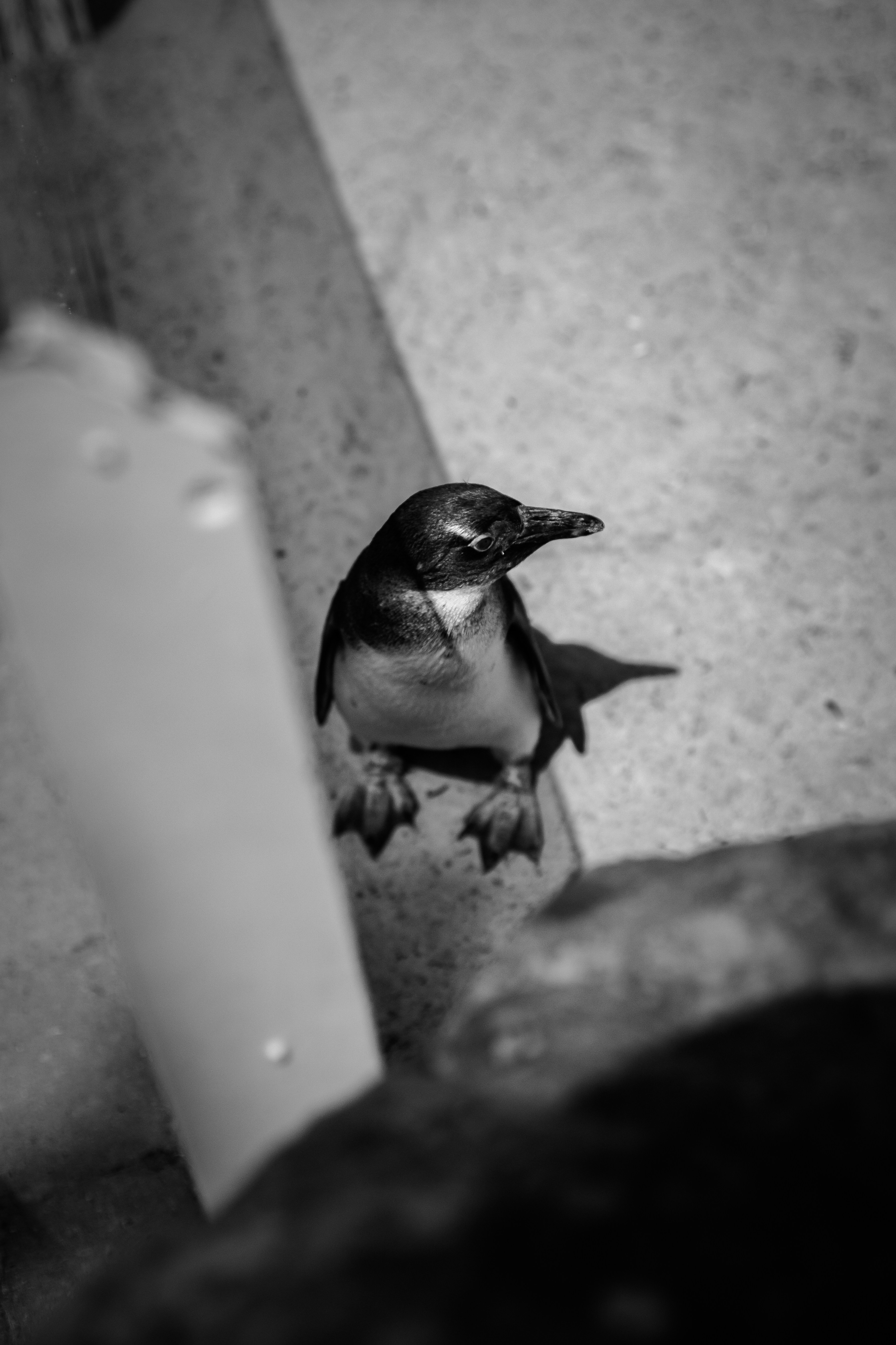 Nocturnal Penguin in a Concrete Corridor