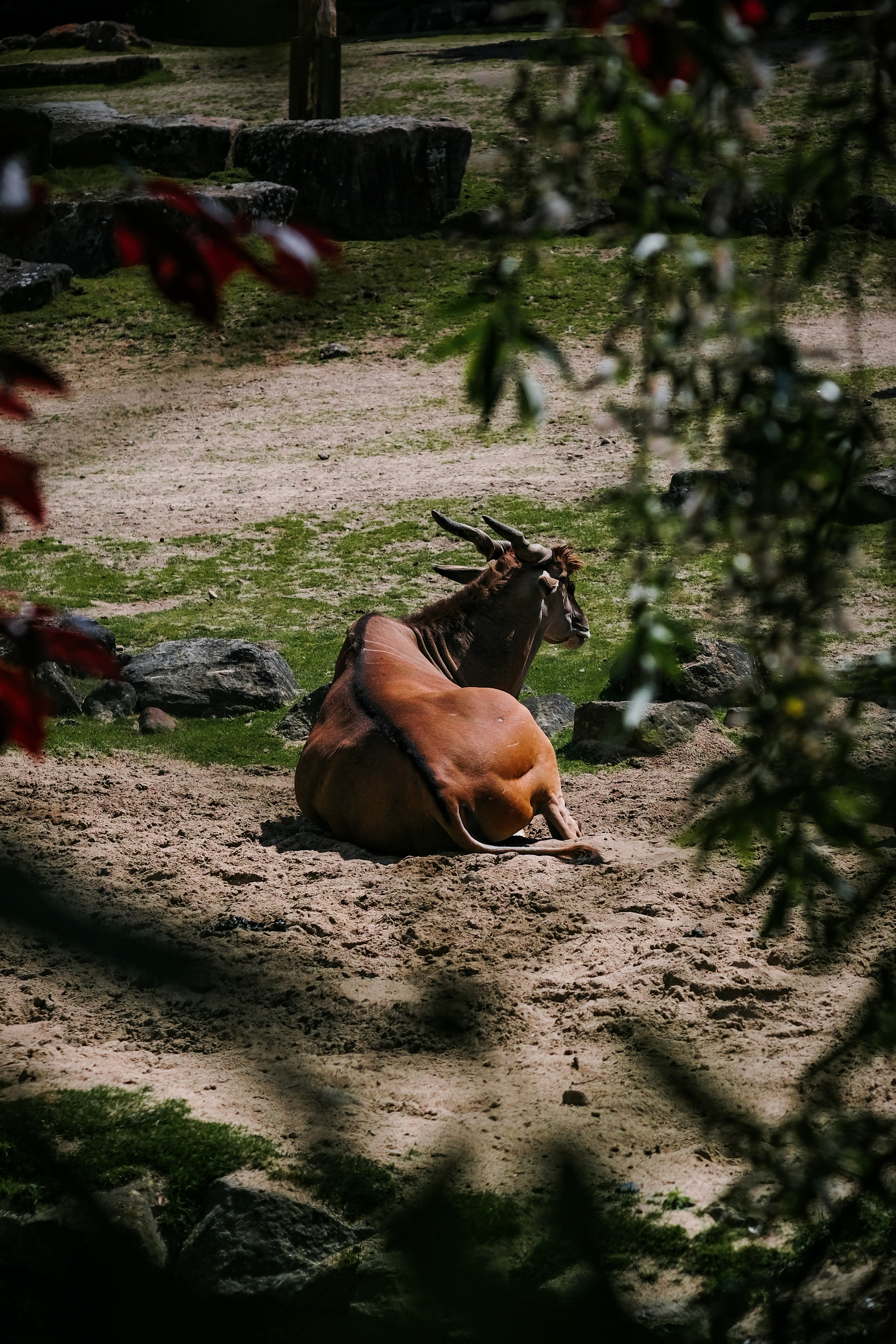 Sunlit Rest: An Elk Reclines in a Quiet Park Clearing Framed by Branches