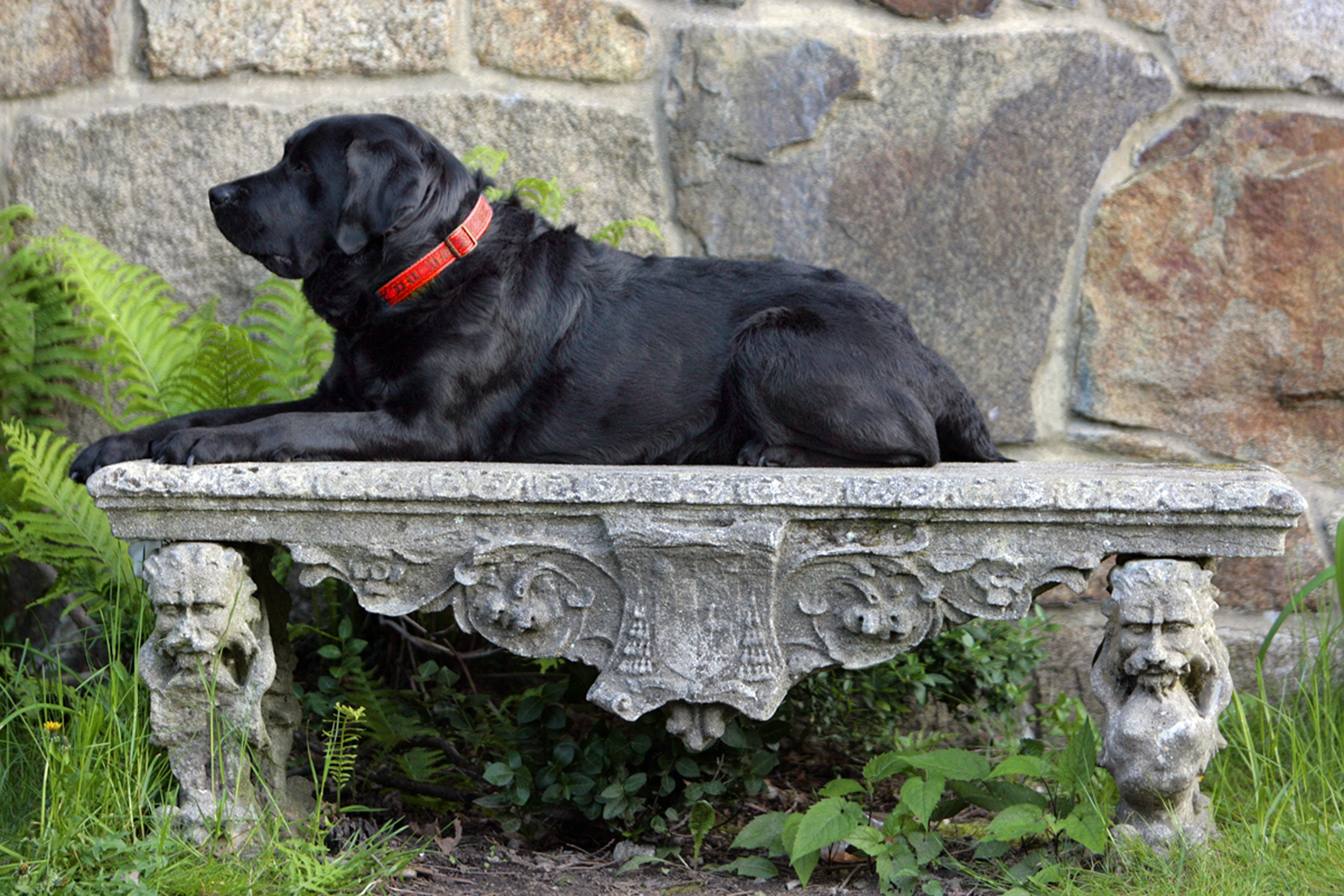 Black Lab at Rest on an Ornate Stone Bench in a Quiet Garden