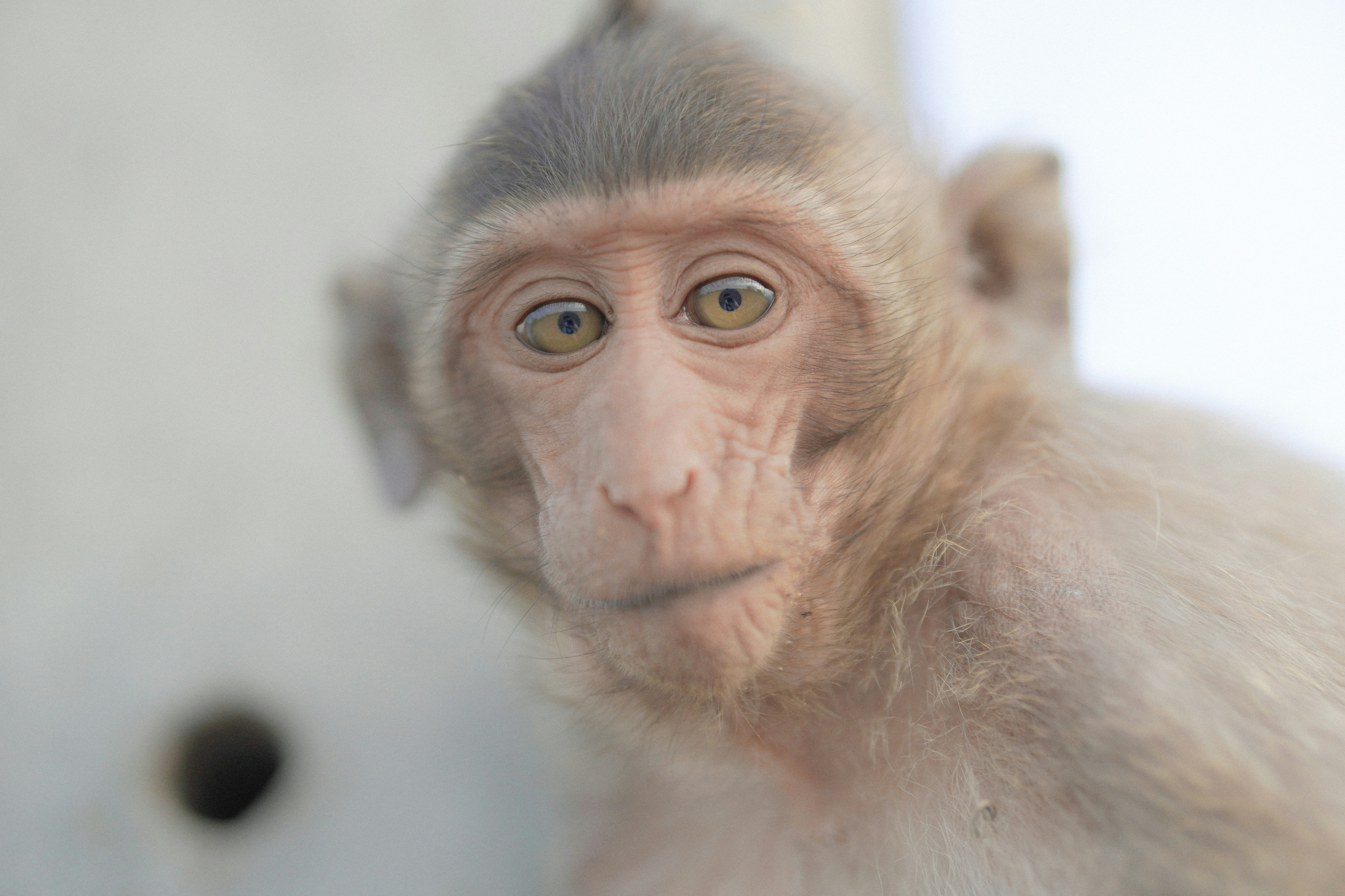 Singe Grimpant Photos | Télécharger des images gratuites sur Unsplash